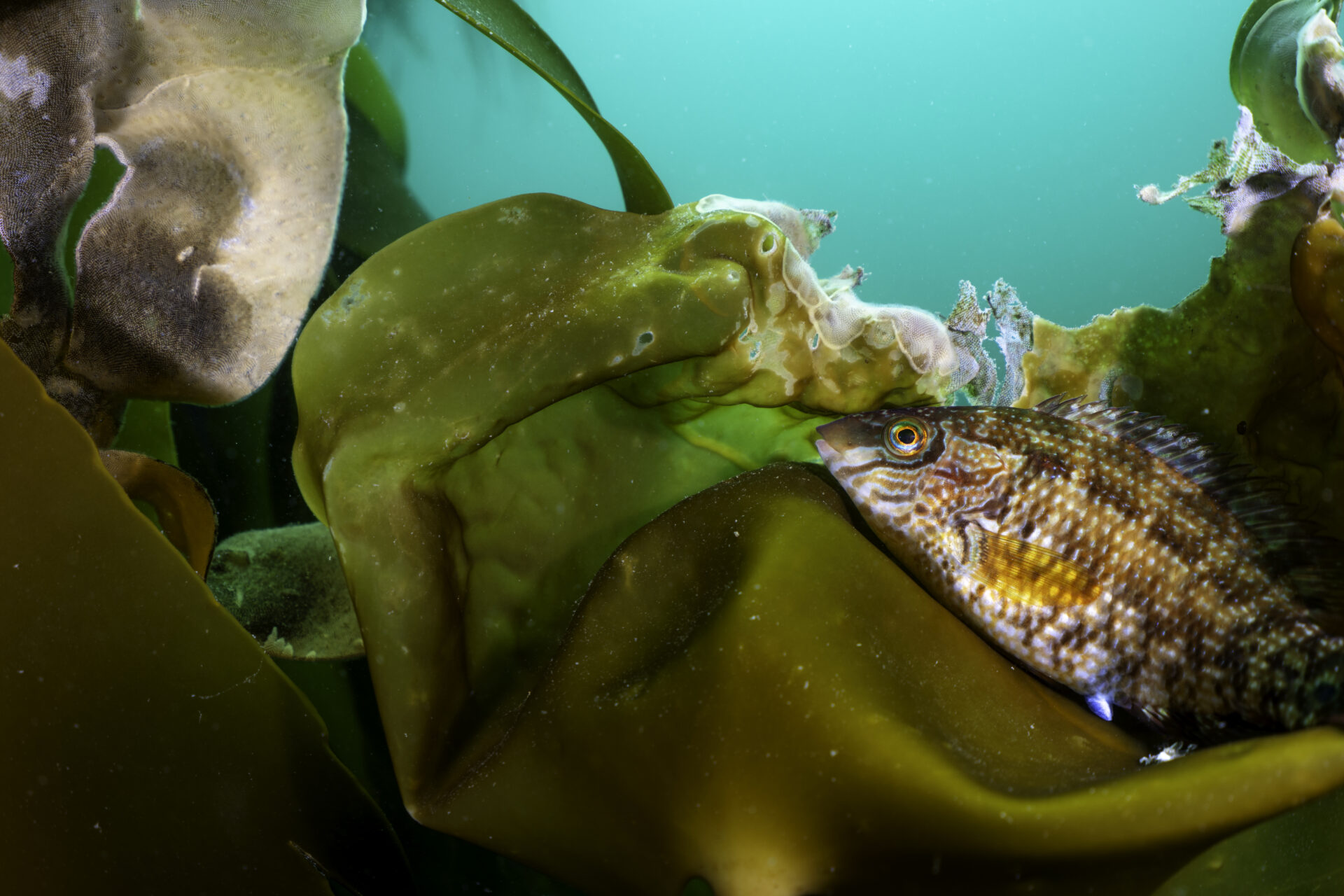 Beauty of British seas: Young Ocean Photographer, Aaron Sanders