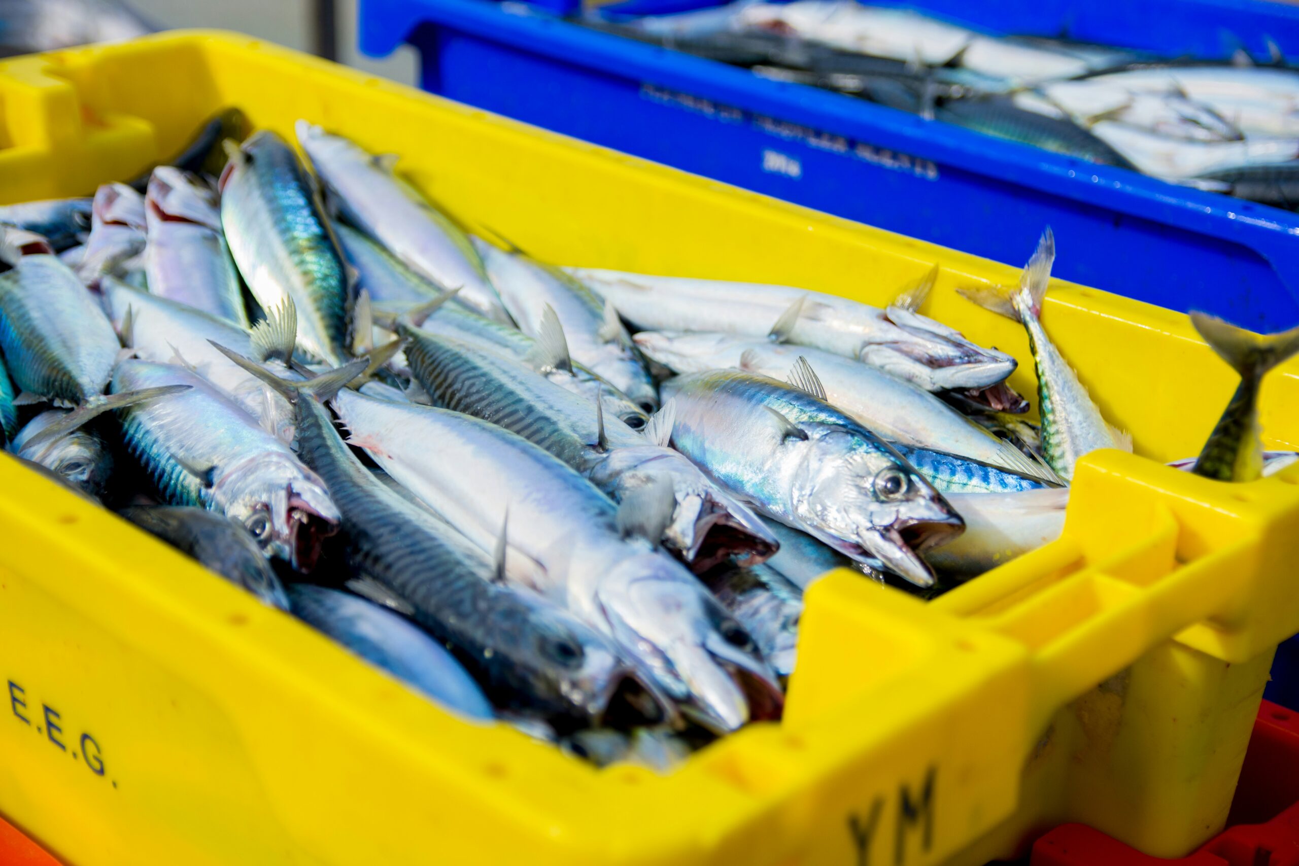 "Shocked, not surprised": Northeast Atlantic mackerel at historic low ...