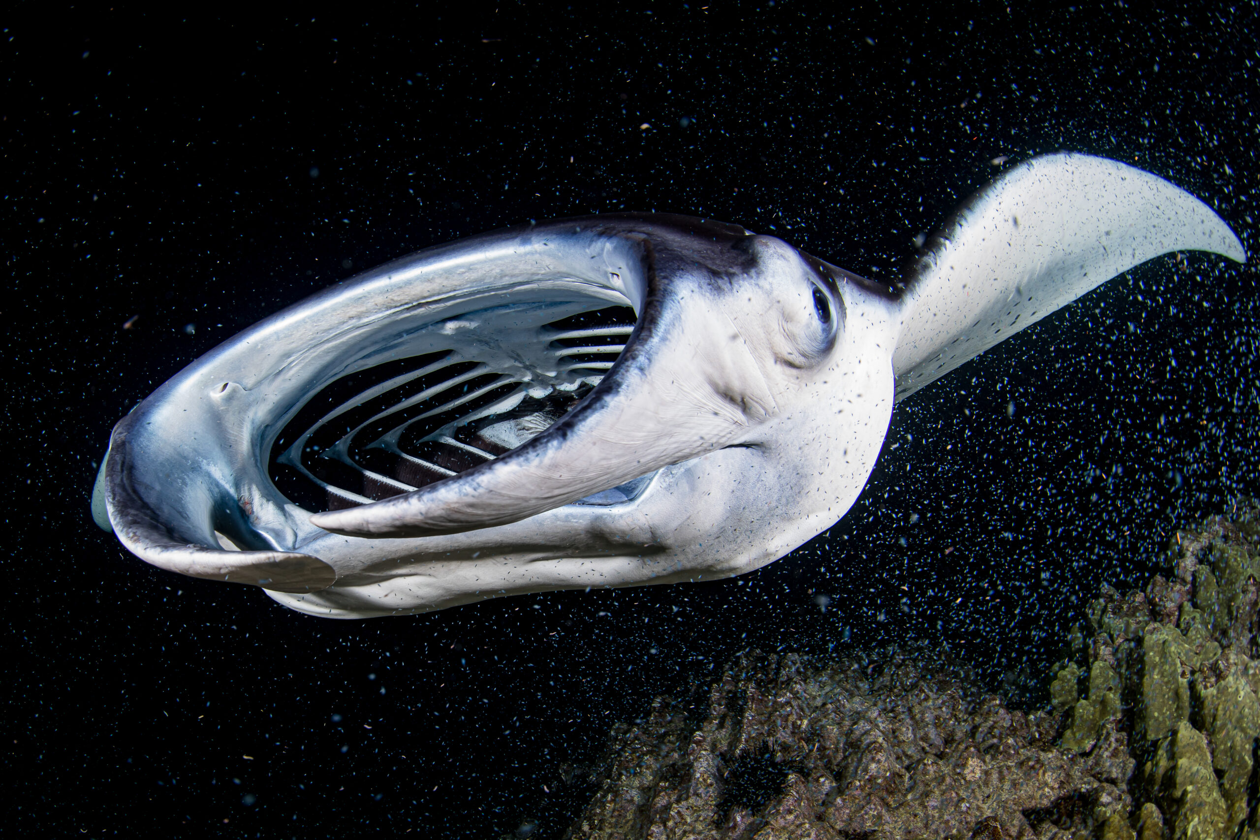 Deep-sea mining threatens habitats of 30 sharks and rays species ...
