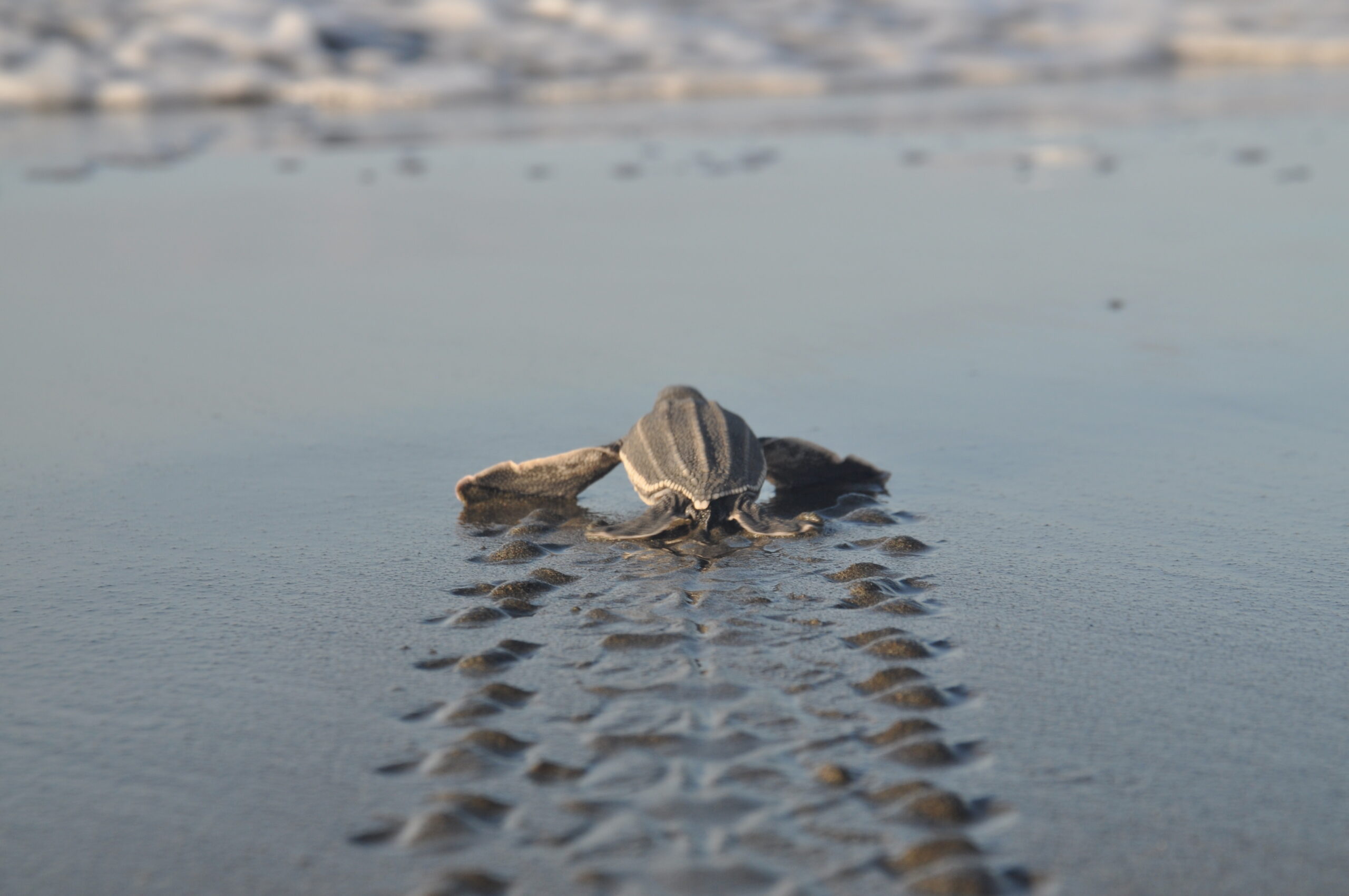 Hatchling a plan: How do you save one billion sea turtles?