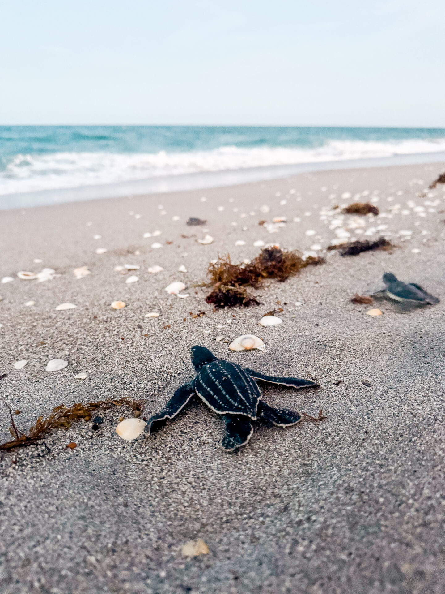 Hatchling a plan: How do you save one billion sea turtles?