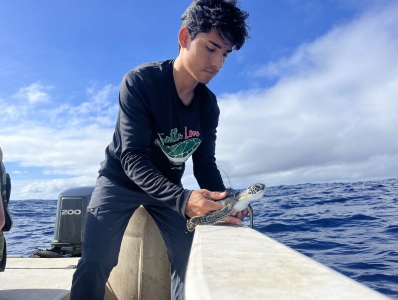 Hatchling a plan: How do you save one billion sea turtles?