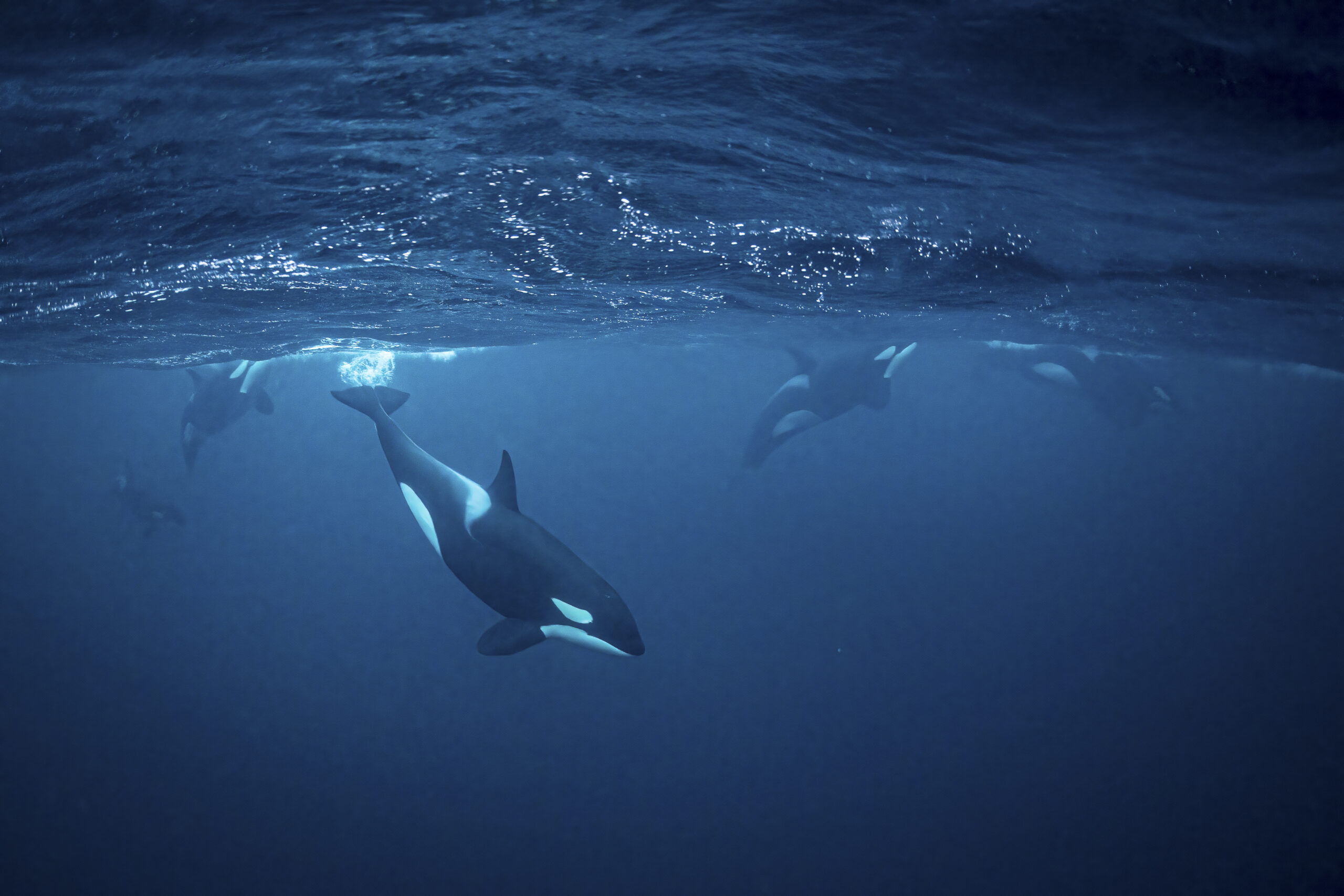Tanks, no thanks: Is France's orca rescue plan 'a farce'? - Oceanographic