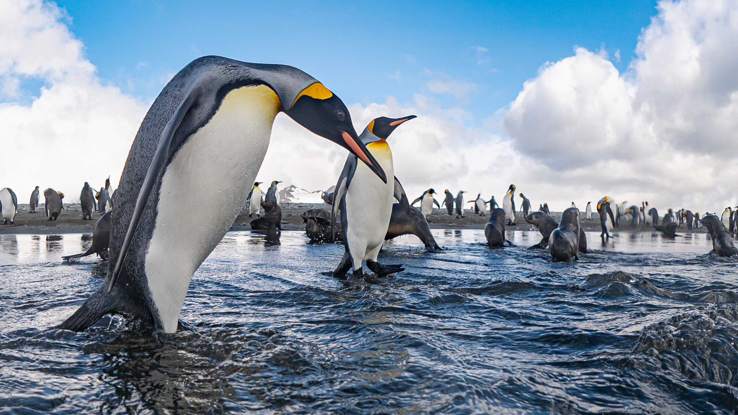 World's penguins under pressure from cumulative climate impacts ...