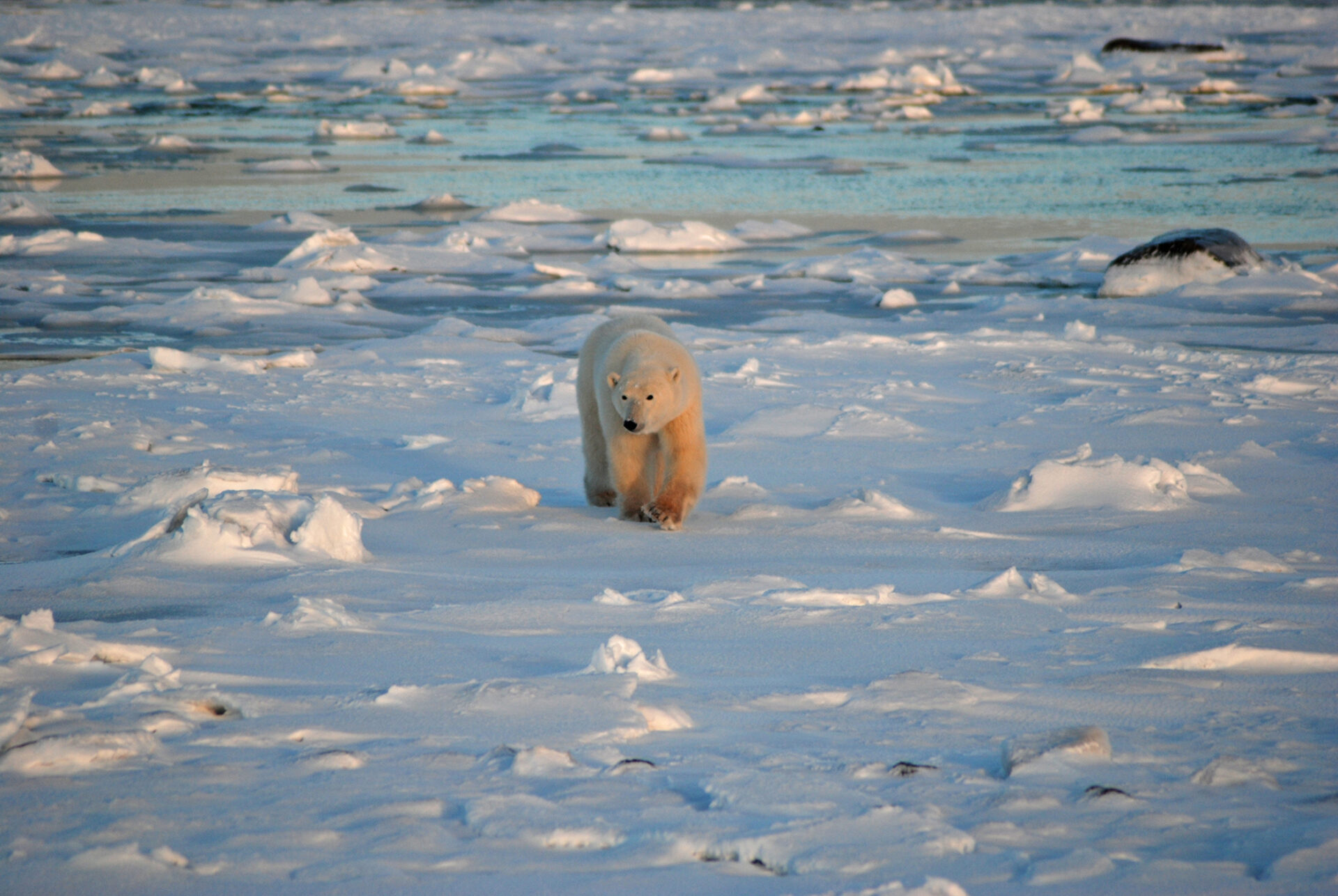 The tooth is out there: What do narwhals do with their tusks ...