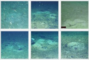 Thousands of 'remarkable icefish nests' found under Antarctic ice ...