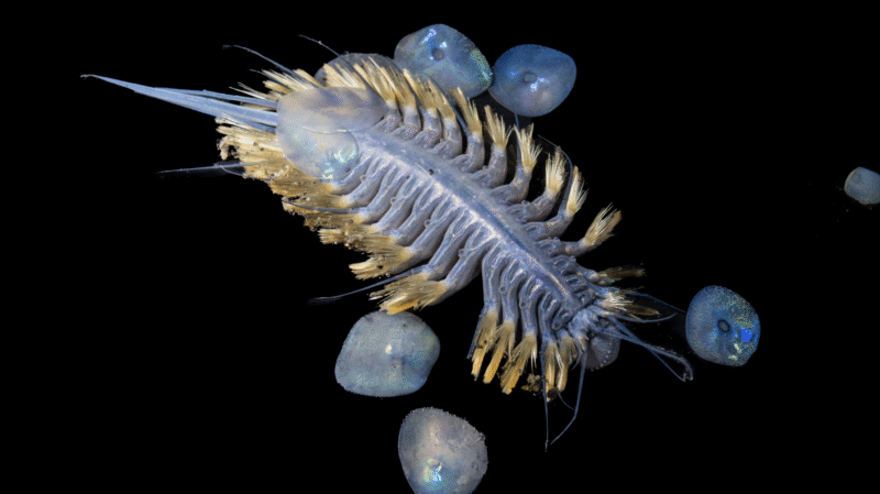 Carnivorous “death-ball” sponge among new deep-sea species - Oceanographic