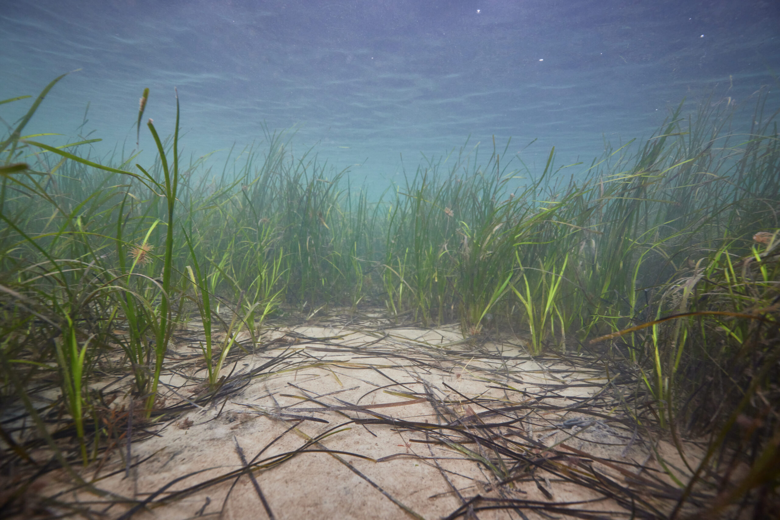 Scotland charity's record survival rates in seagrass transplant trials ...