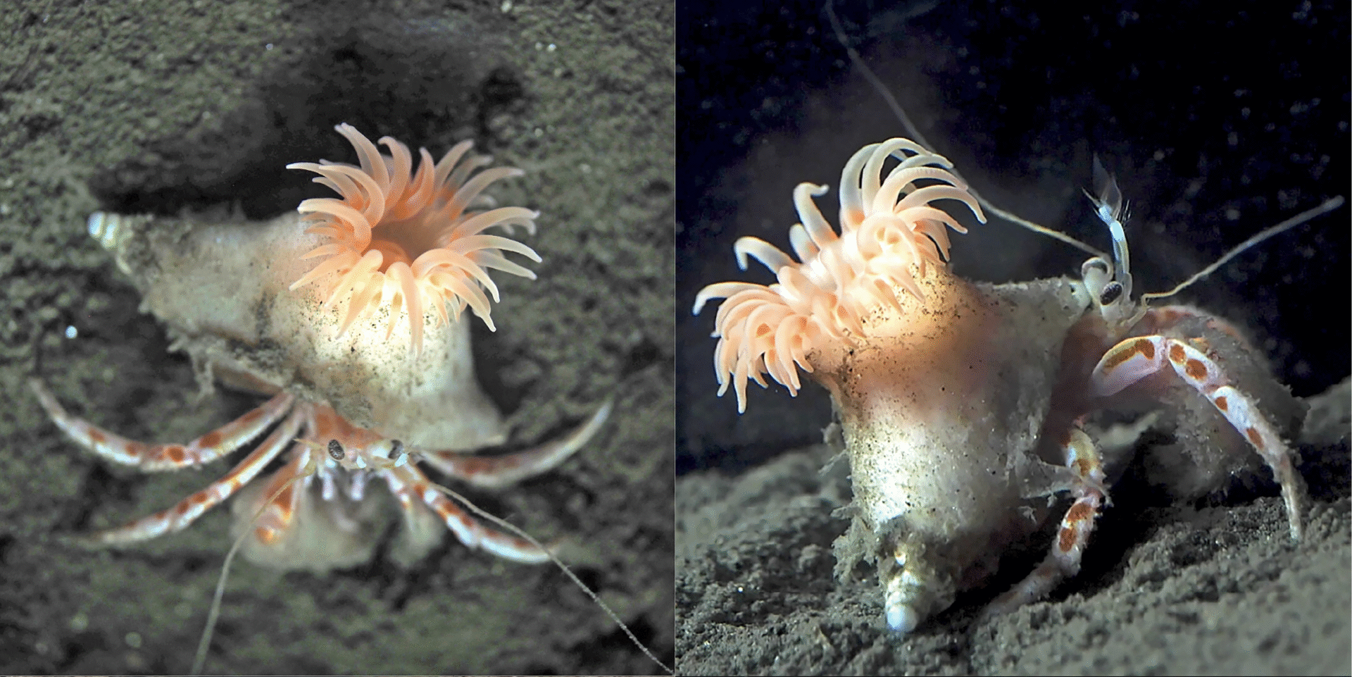 Deep-sea anemone off Japan forms 'shell homes' for hermit crabs ...