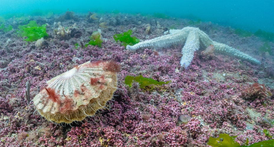 Map of maerl-building algae reveals Britain's underwater diversity ...