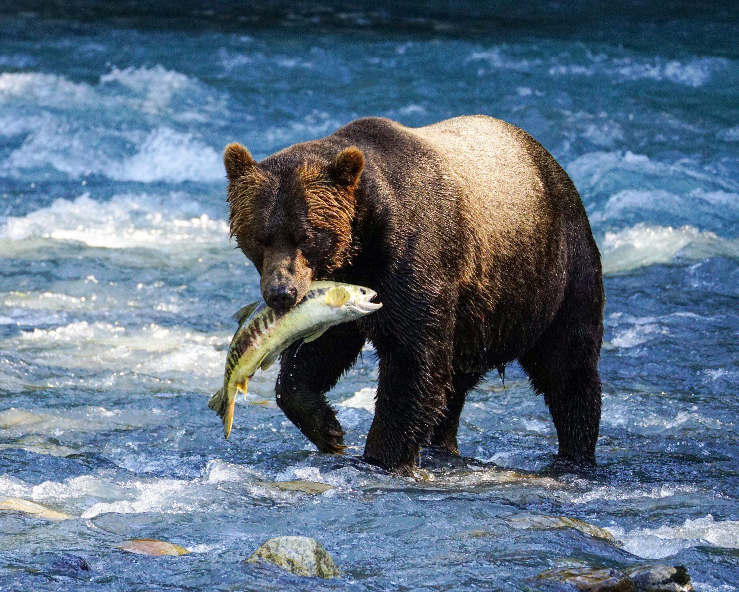 AI breakthrough identifies farmed salmon in the wild - Oceanographic