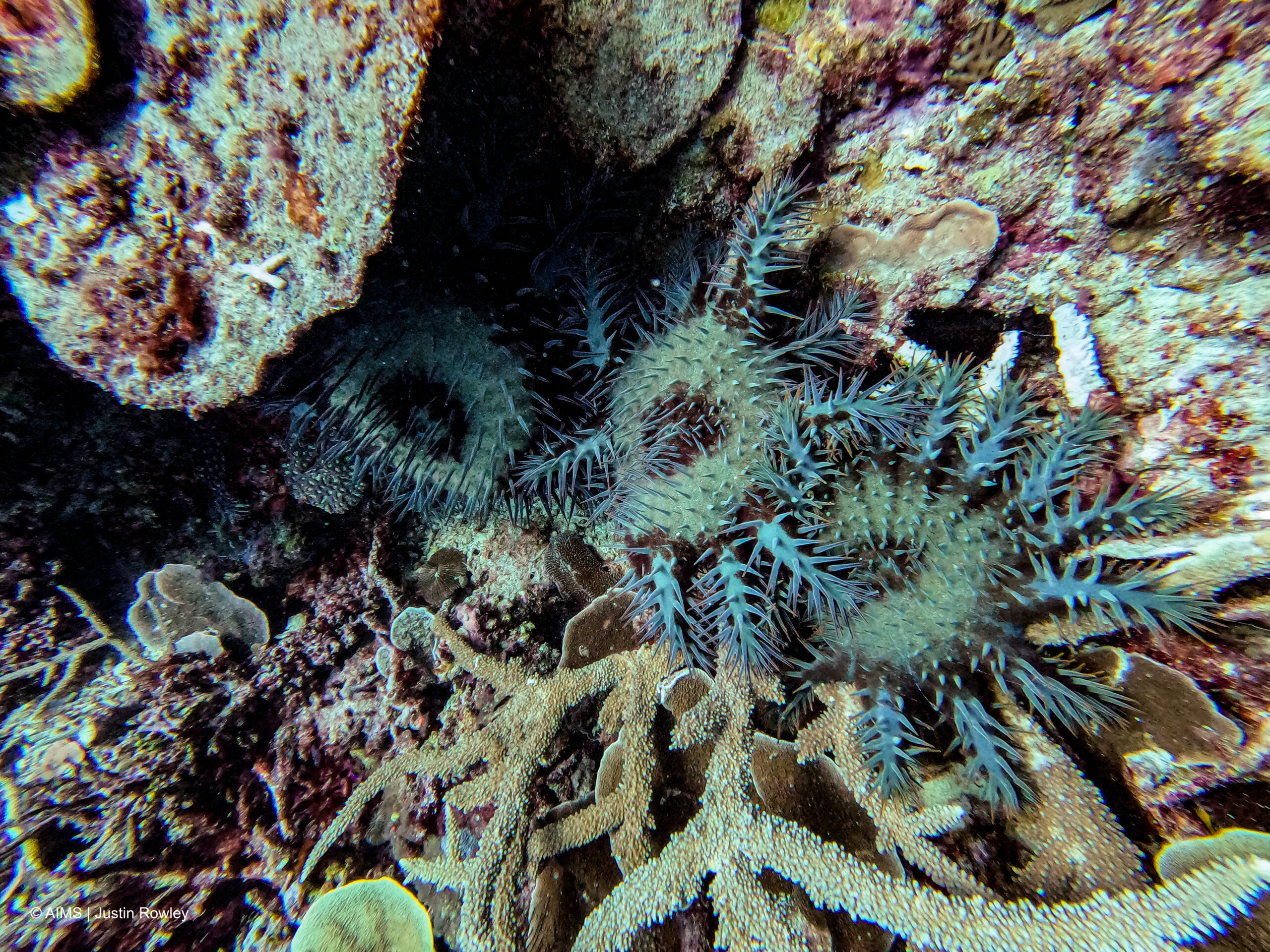 Reef protections are slowing crown-of-thorns starfish outbreaks ...