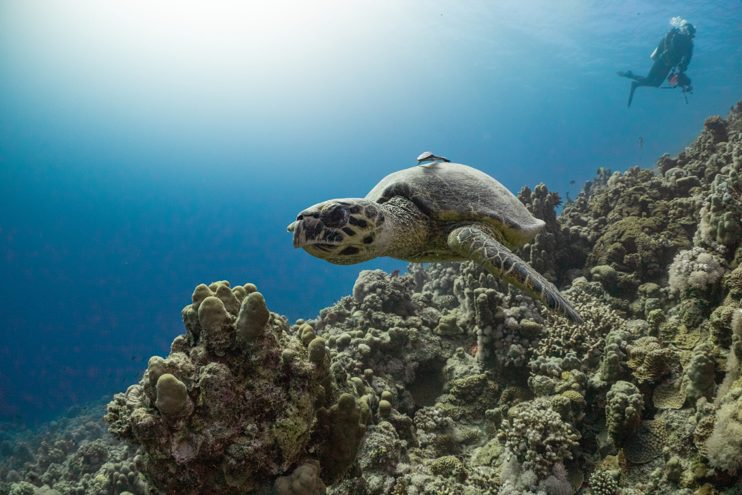 Tracking turtles and transforming conservation in the Red Sea