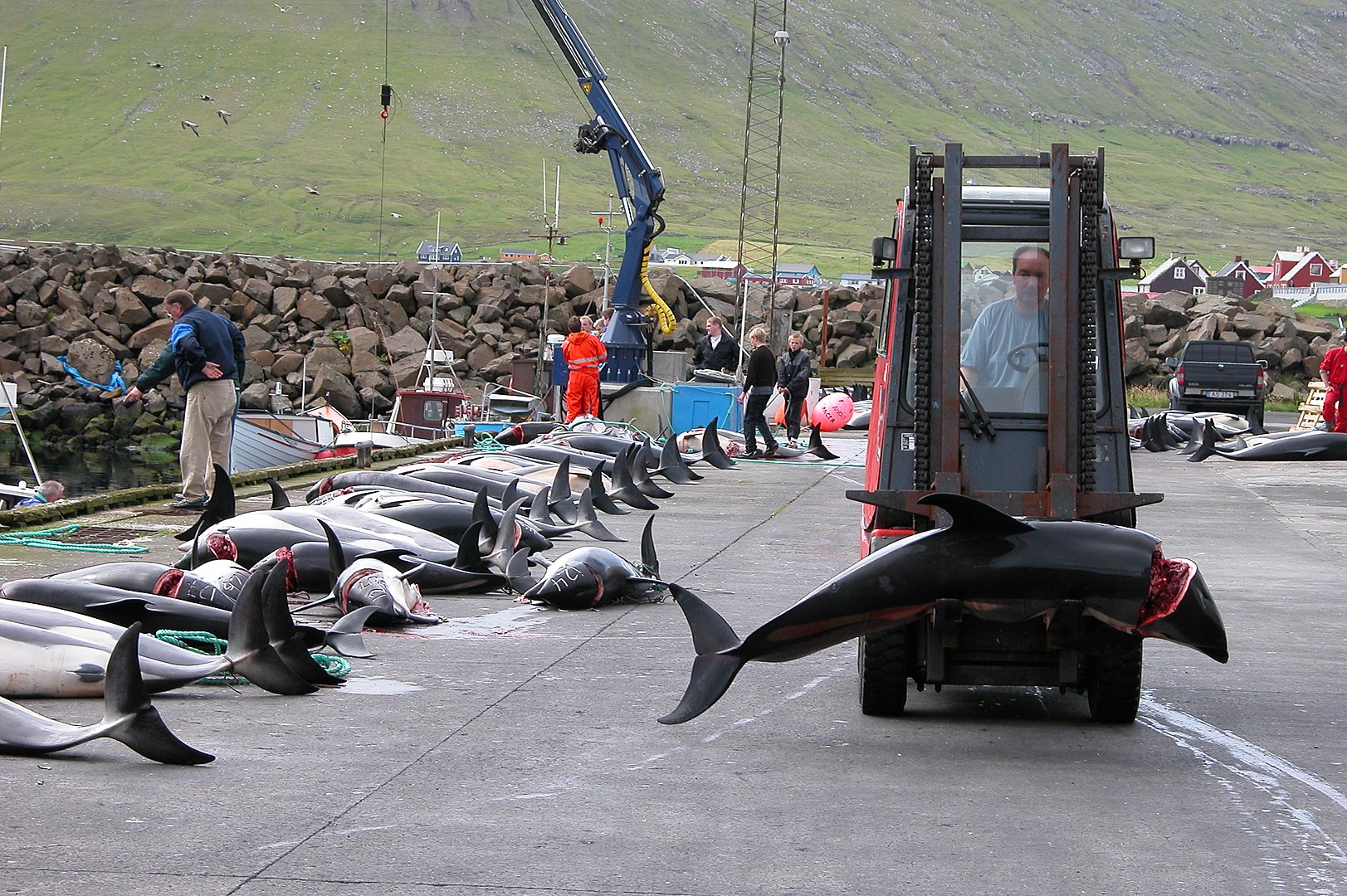 Unprecedented animal abuse case halts Faroe Islands' Grindadráp ...