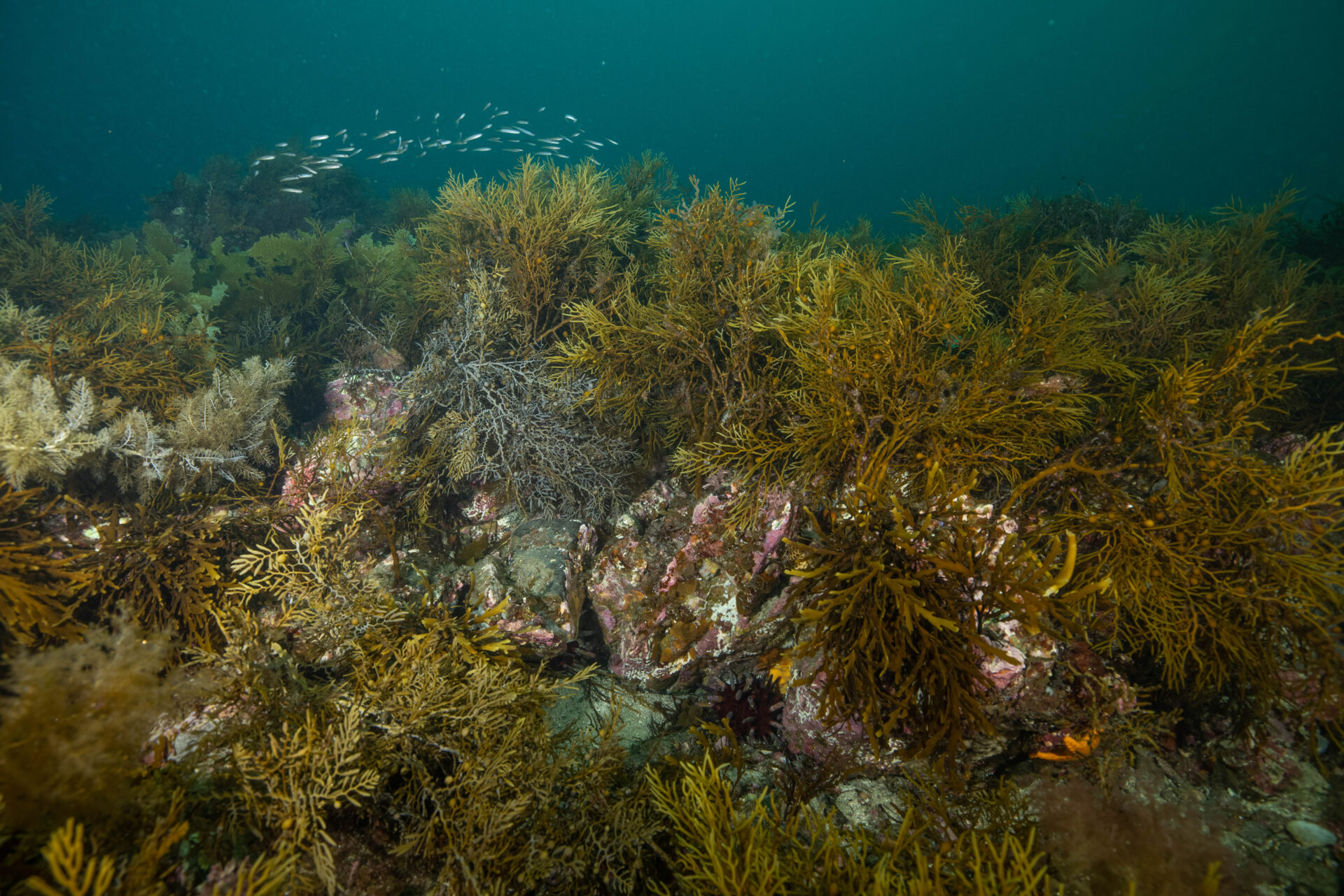 AMOC: Atlantic current collapse 'closer than we think' - Oceanographic