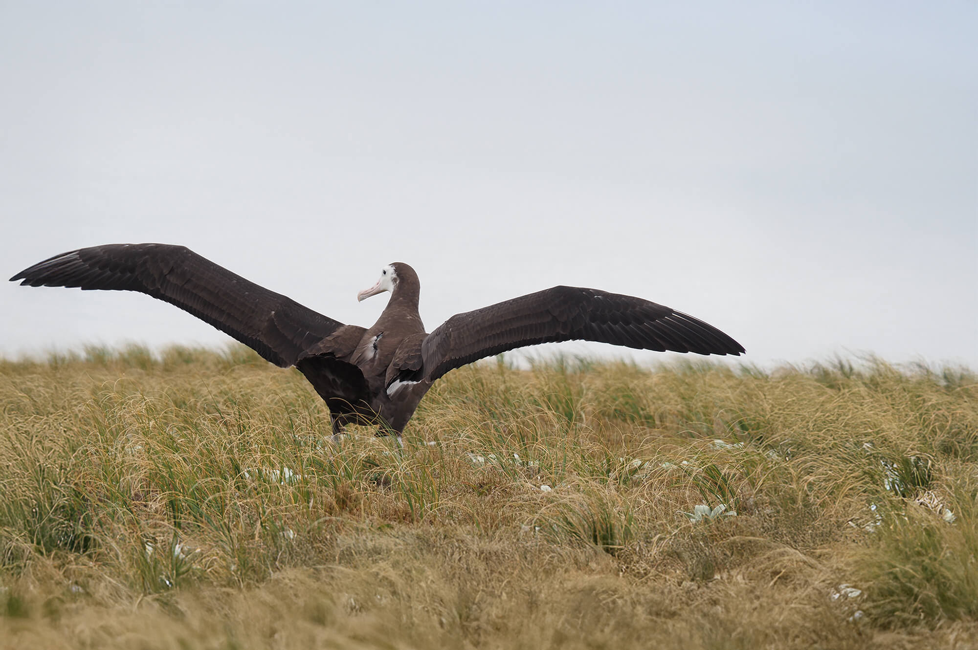 Tracking data expose bycatch threat to endangered albatrosses ...