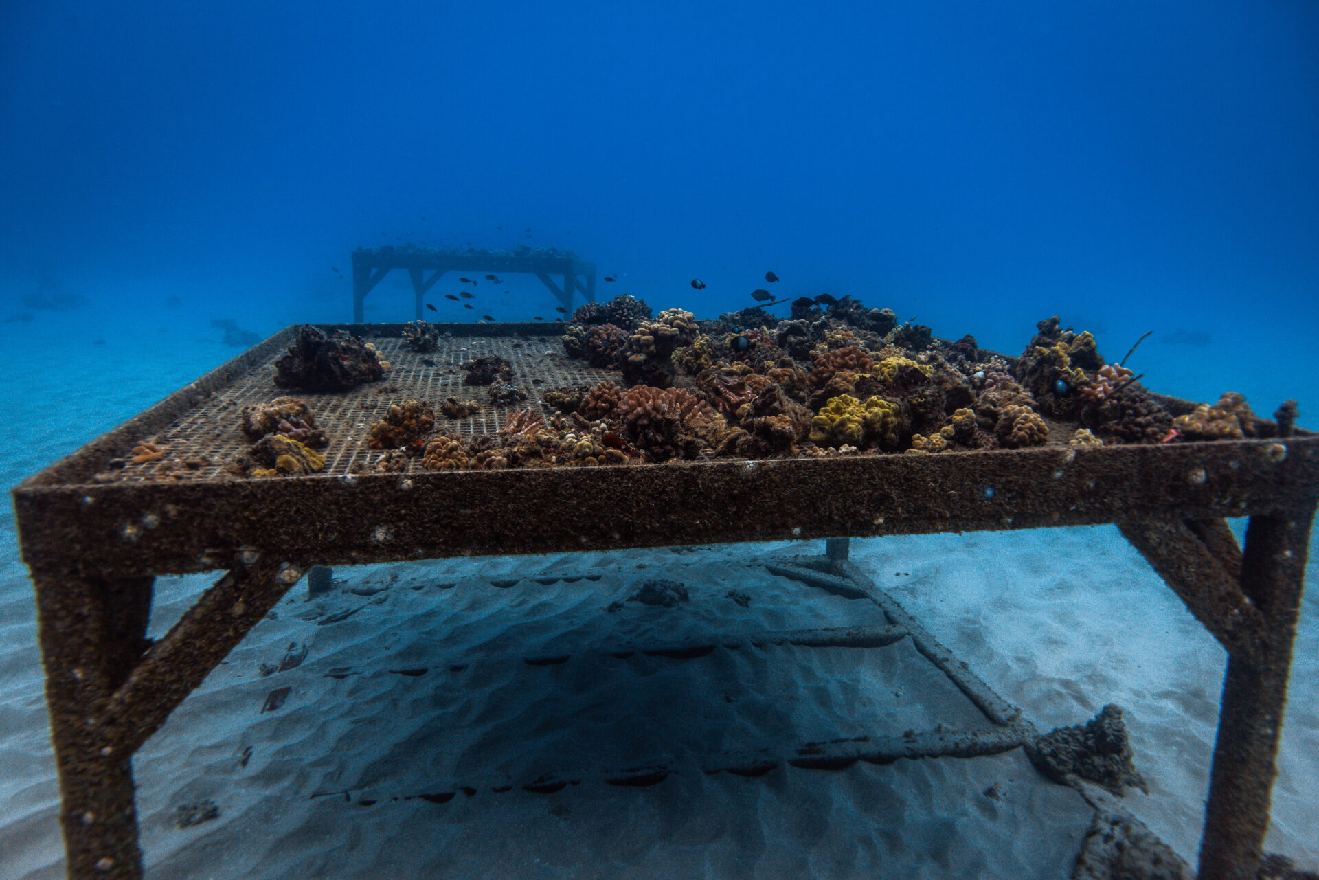 Over 800 new species discovered in world's biggest ocean mission ...