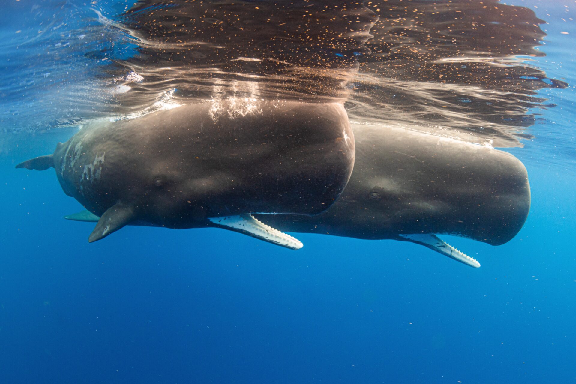 What makes a coral reef such a biodiversity hotspot? - Oceanographic