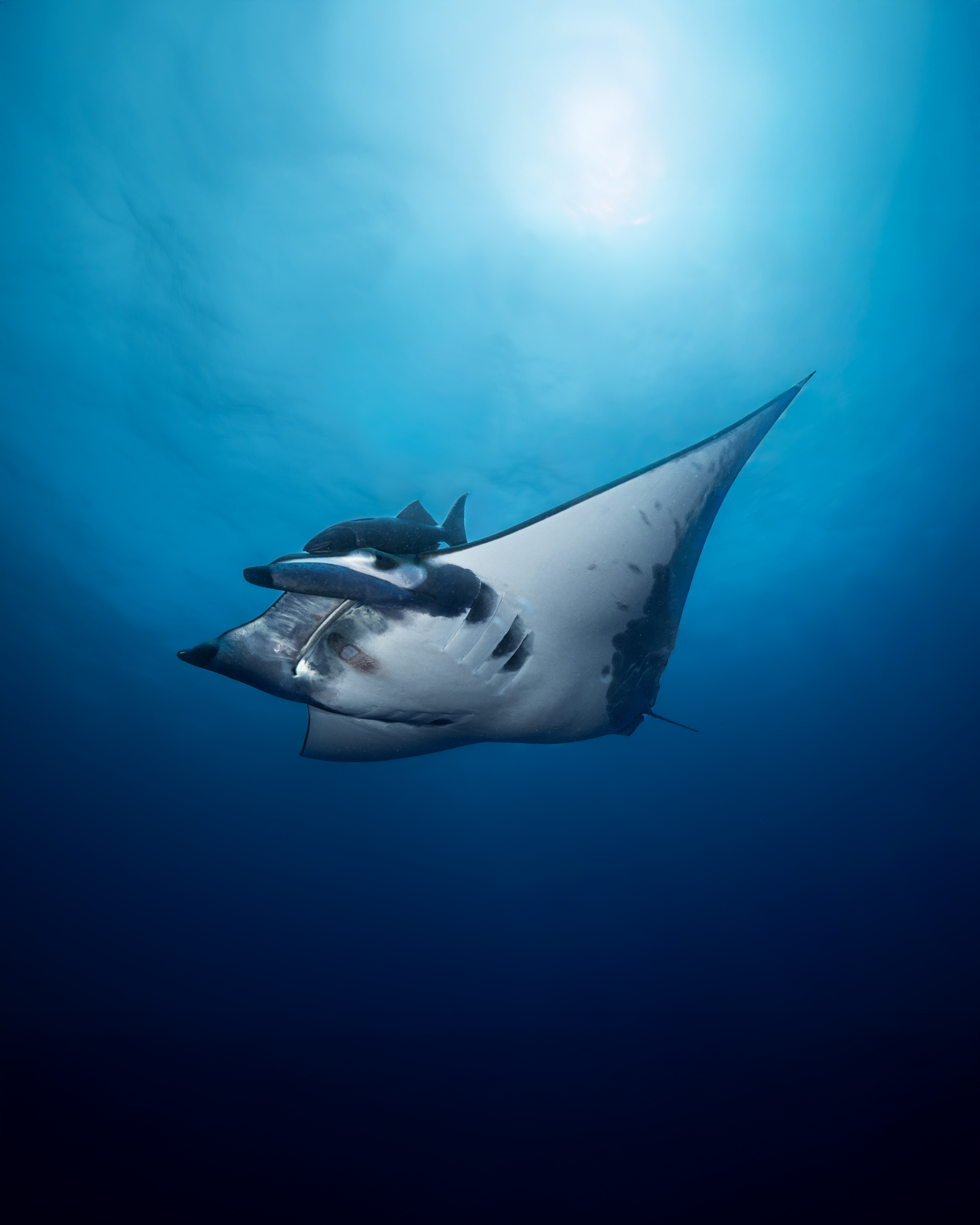 Devil Rays of the Azores: Saving a Critically Endangered Species