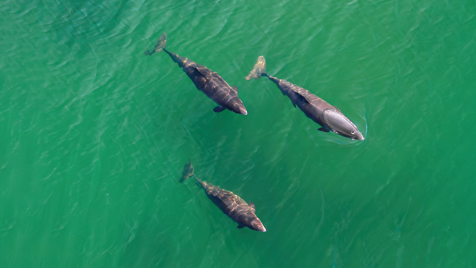 The Coral Triangle: Amazon of the seas - Oceanographic