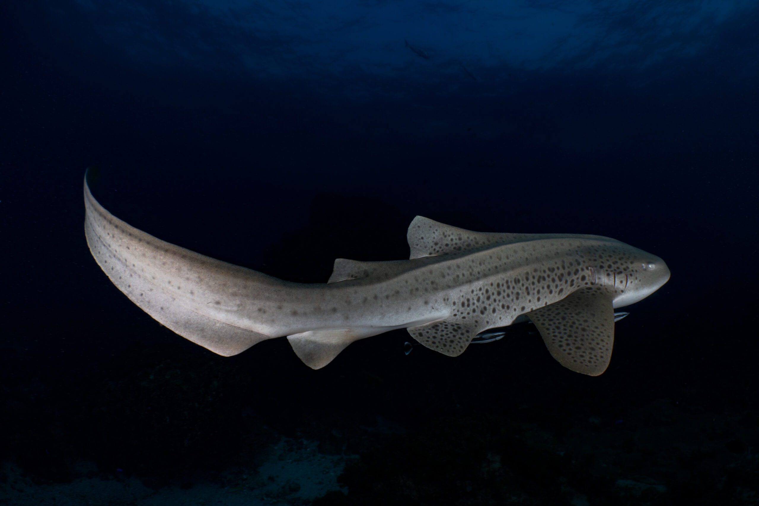 Intervention by instinct: Leopard sharks of Raja Ampat - Oceanographic