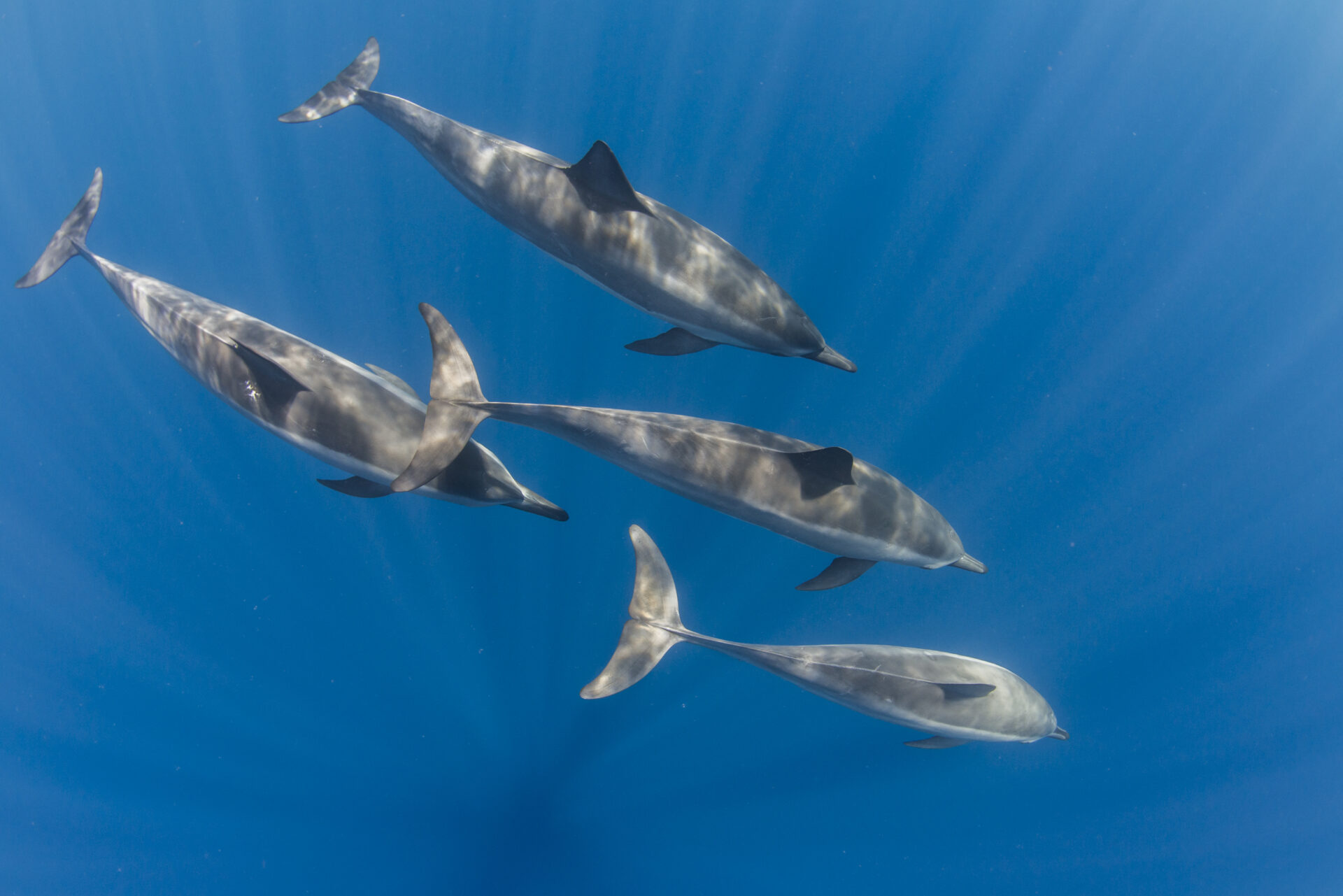 World-record swim calls for end to New Zealand bottom trawling ...