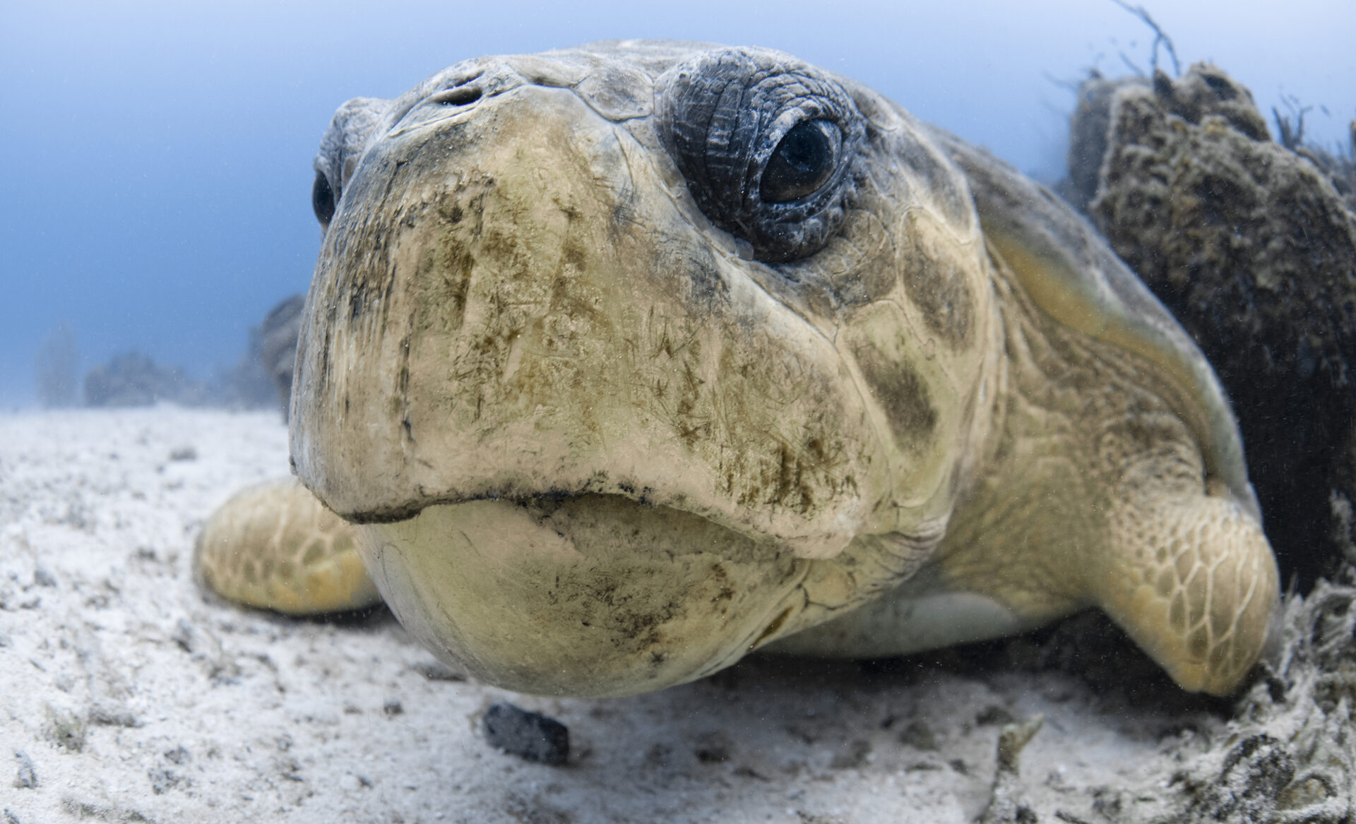 World-record swim calls for end to New Zealand bottom trawling ...