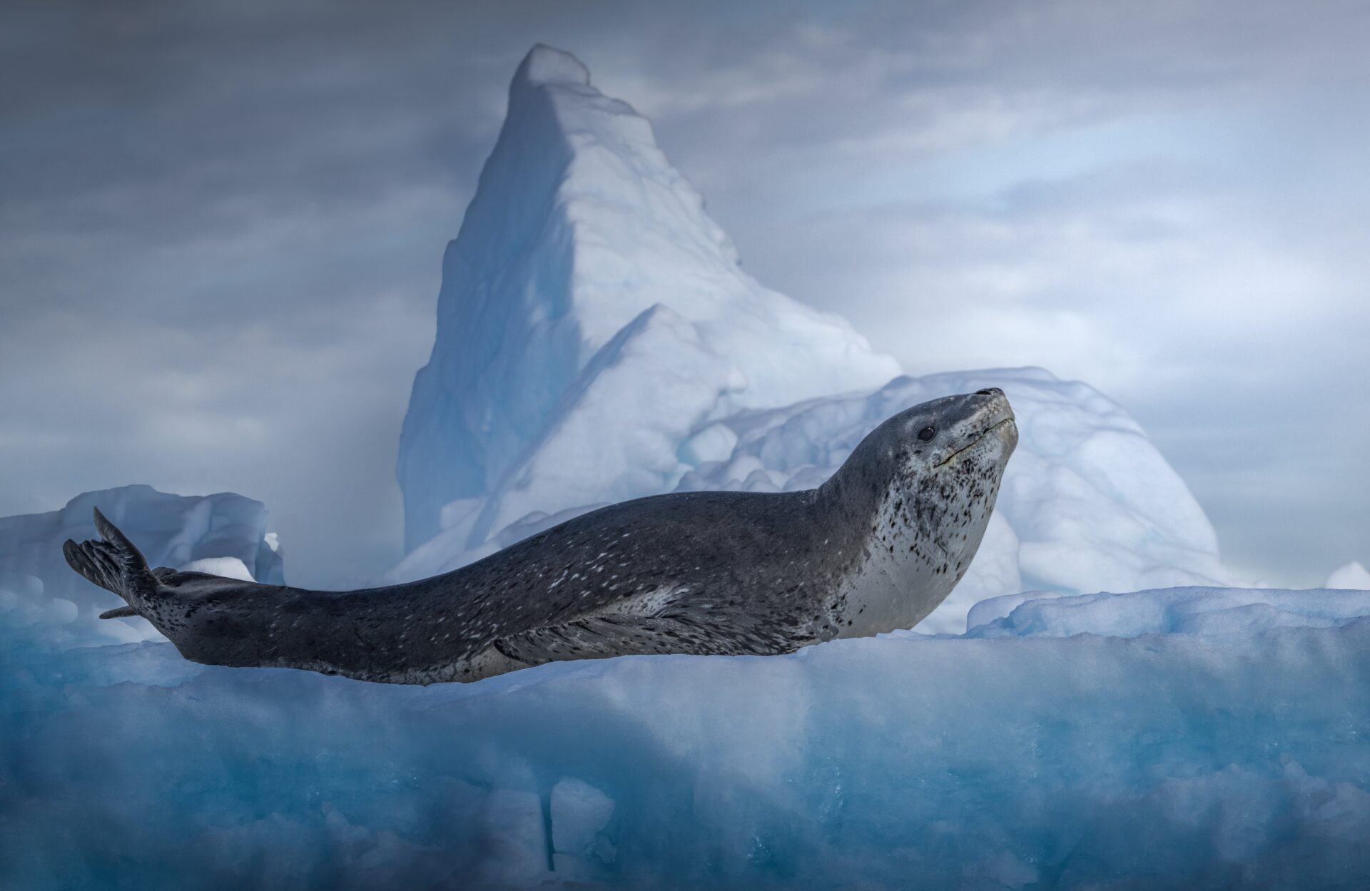 Drop in ocean's iron spells danger for seals, penguins, and whales ...