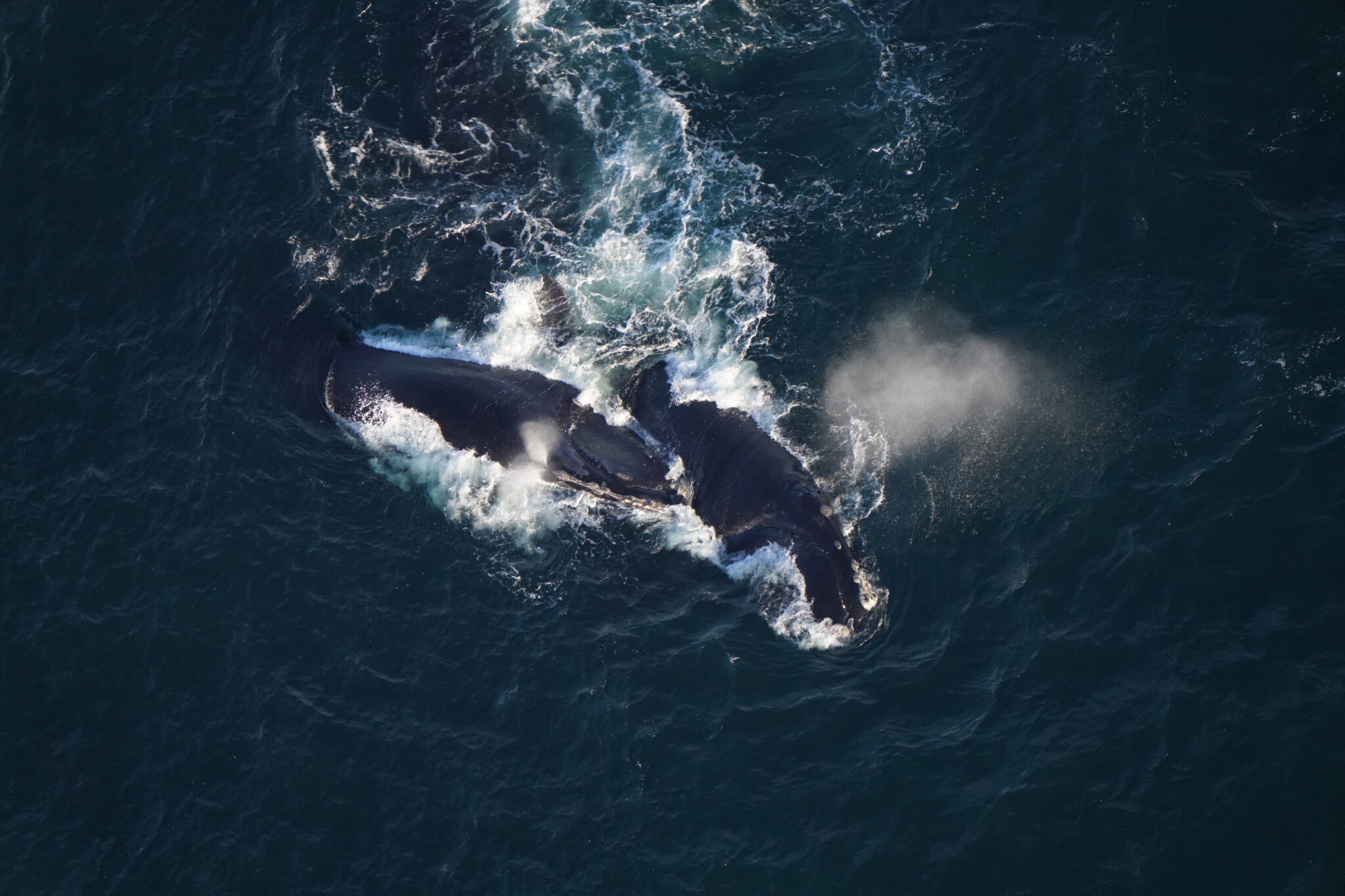 Endangered North Atlantic right whales spotted in Massachusetts