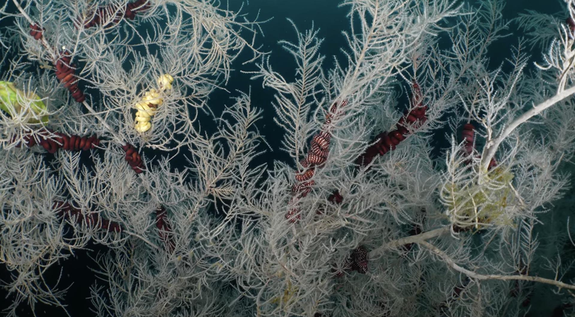 Severe bleaching leaves swathes of coral on brink of death - Oceanographic