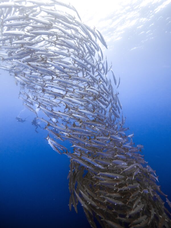 "High Seas Treaty offers hope, but only if protection is real ...