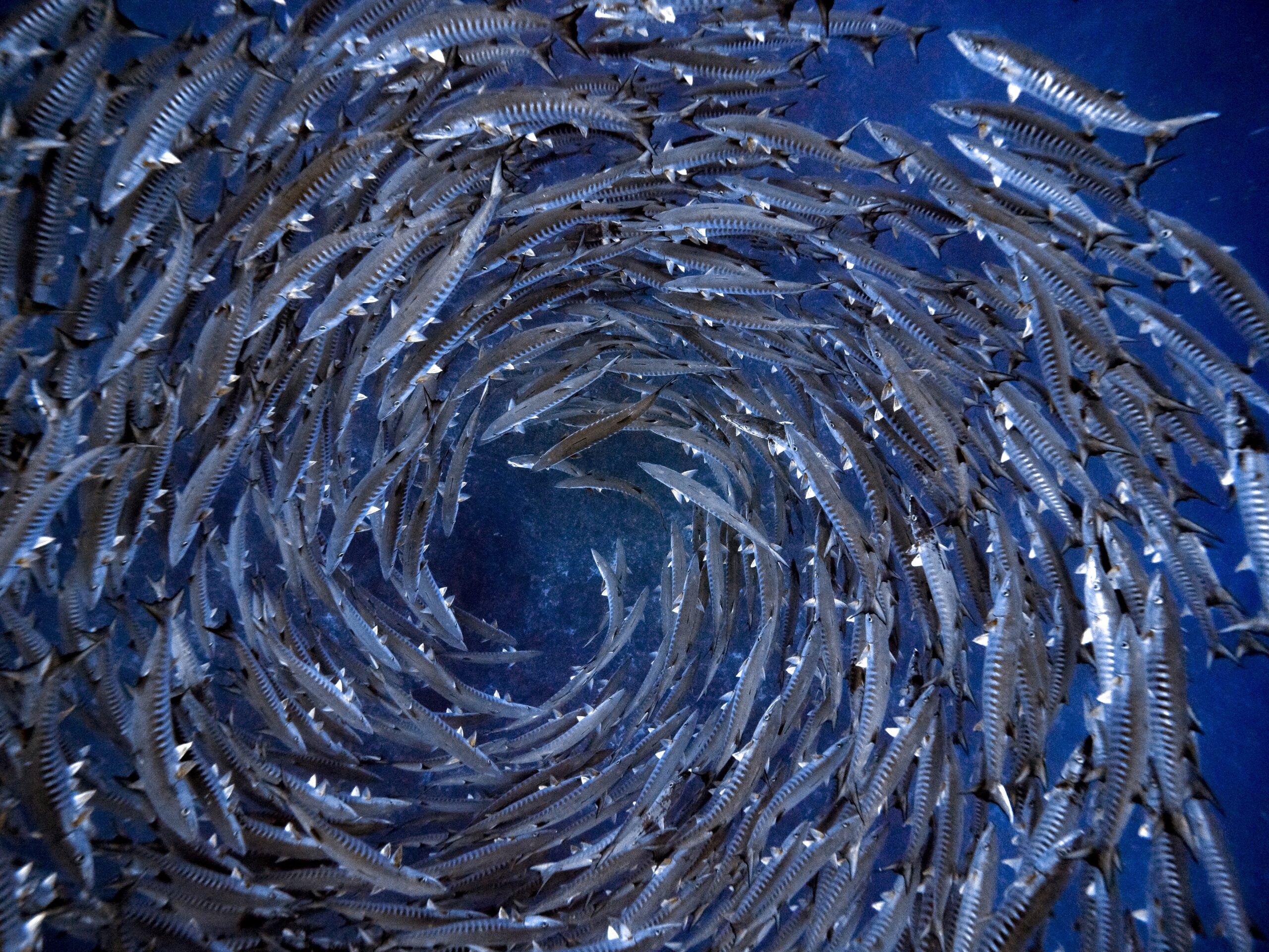 Chronic ocean warming drives 20% annual decline in fish biomass ...