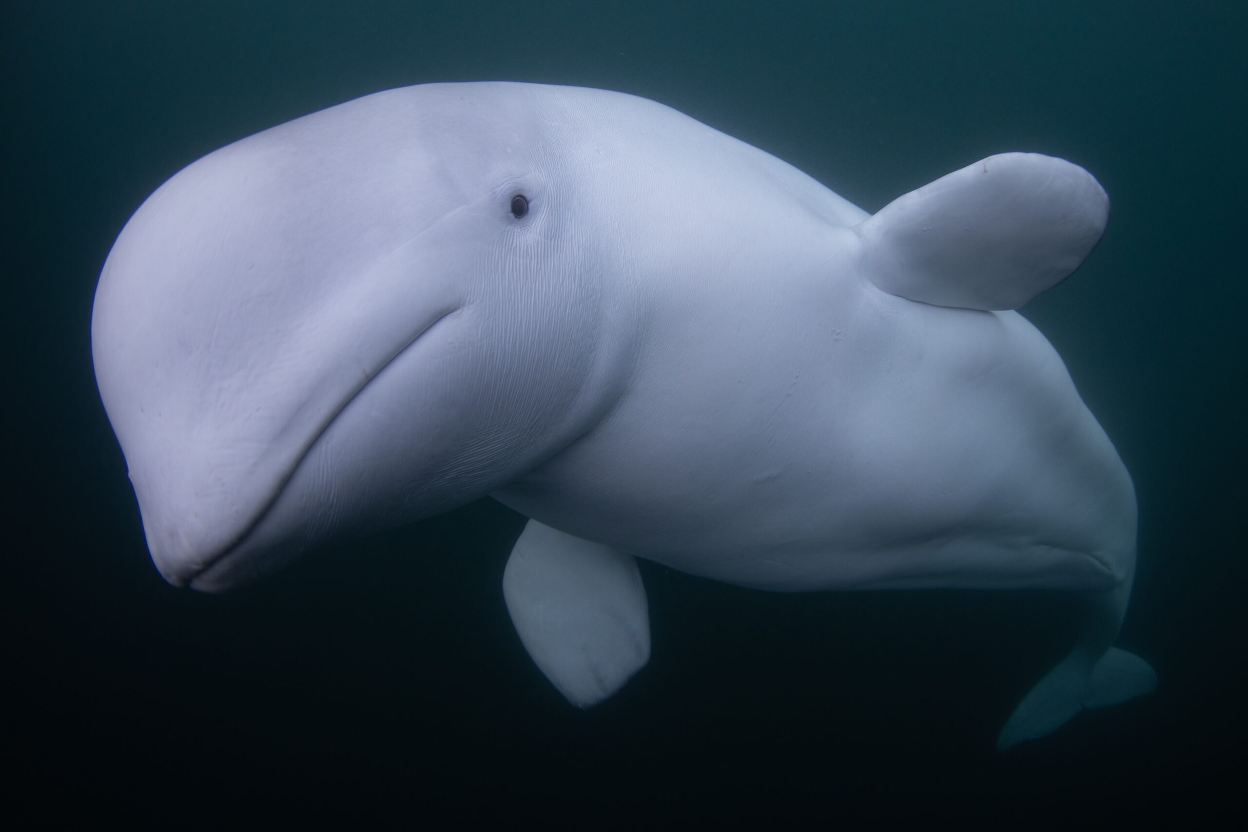 Mating secrets of Bristol Bay belugas revealed in 13-year study ...