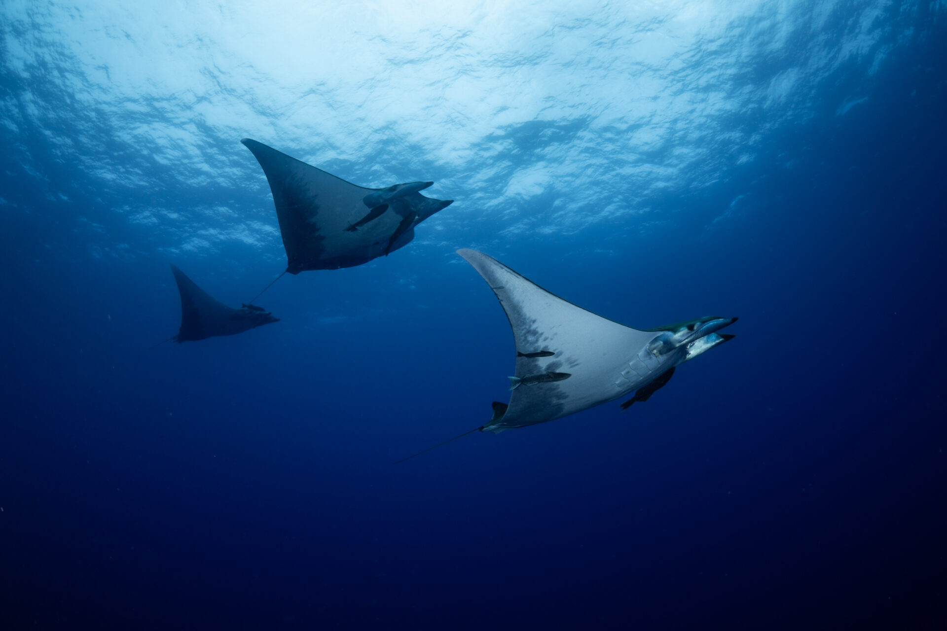 Pink salmon and Purple clams latest invasive threats to Britain ...