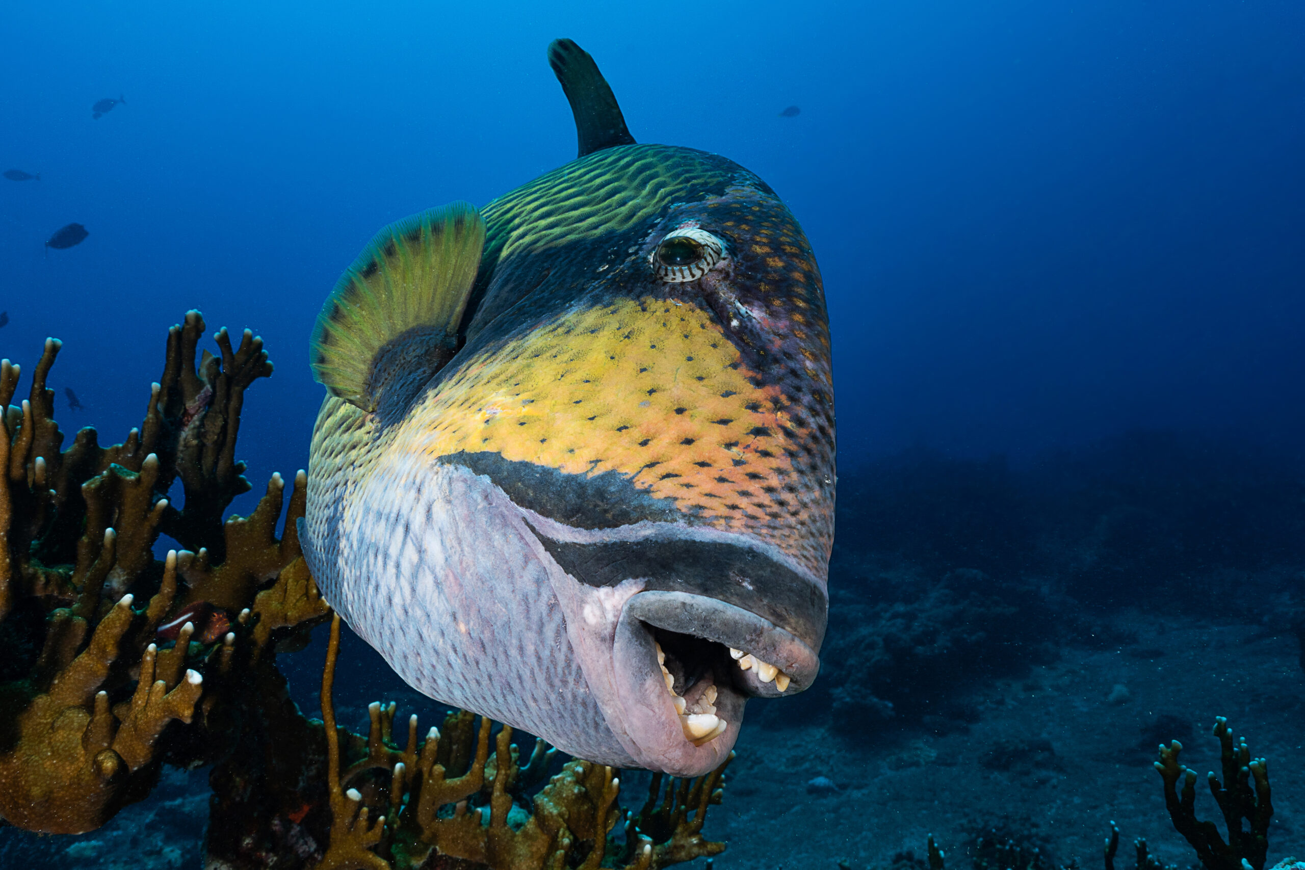 Scientists tune-in to unique sounds of eight fish species - Oceanographic