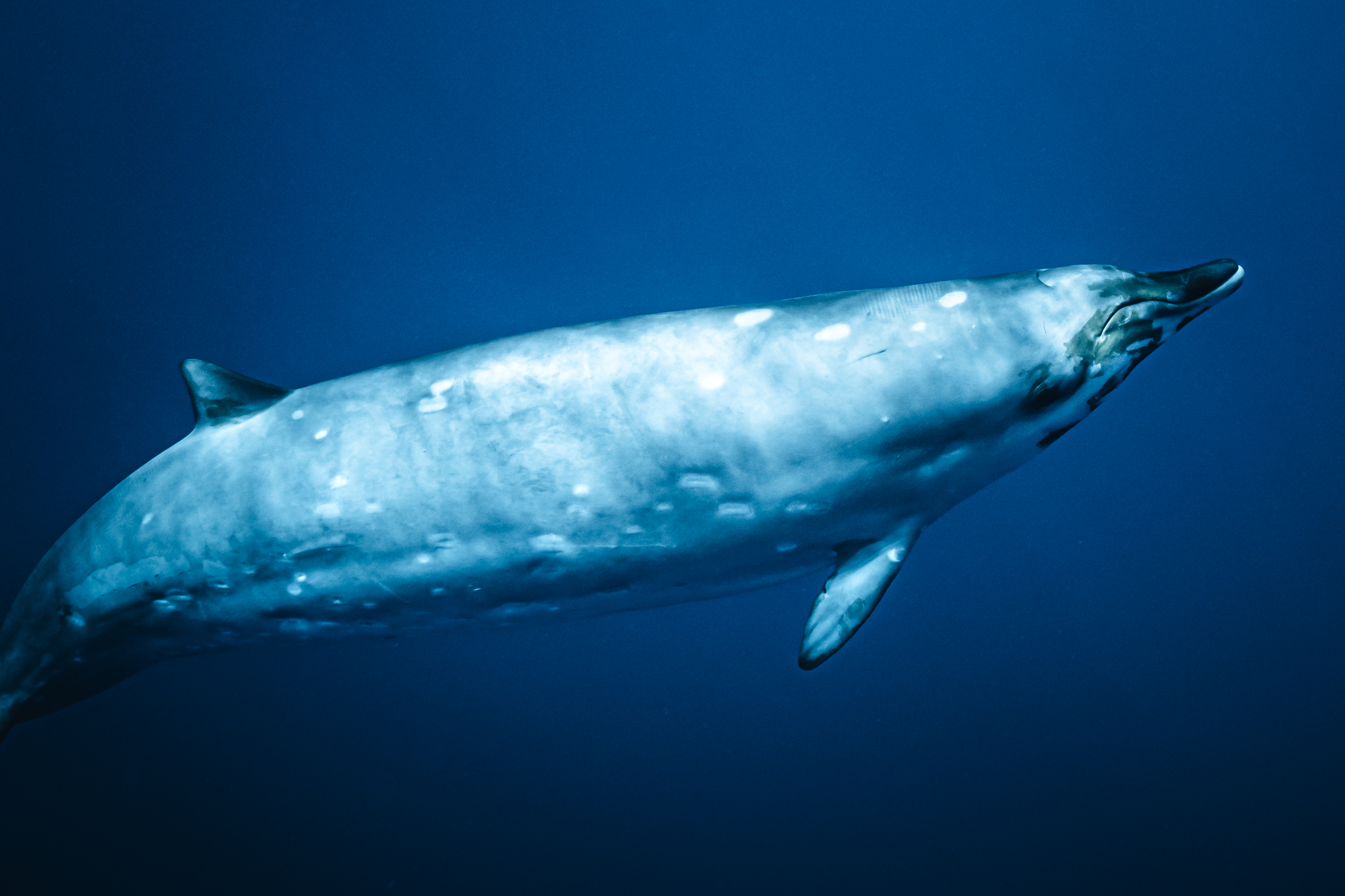 Mapping an invisible whale: Acoustics reveal beaked whale mystery ...