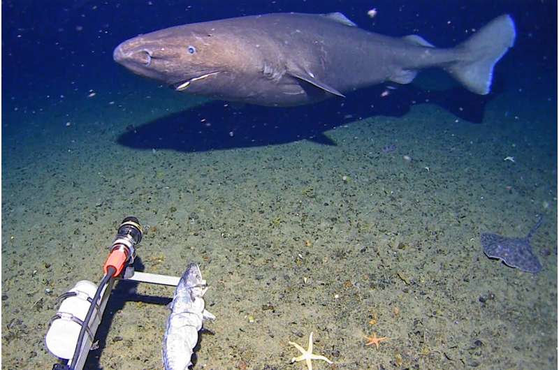Shark caught on camera in Antarctica's waters for the first time