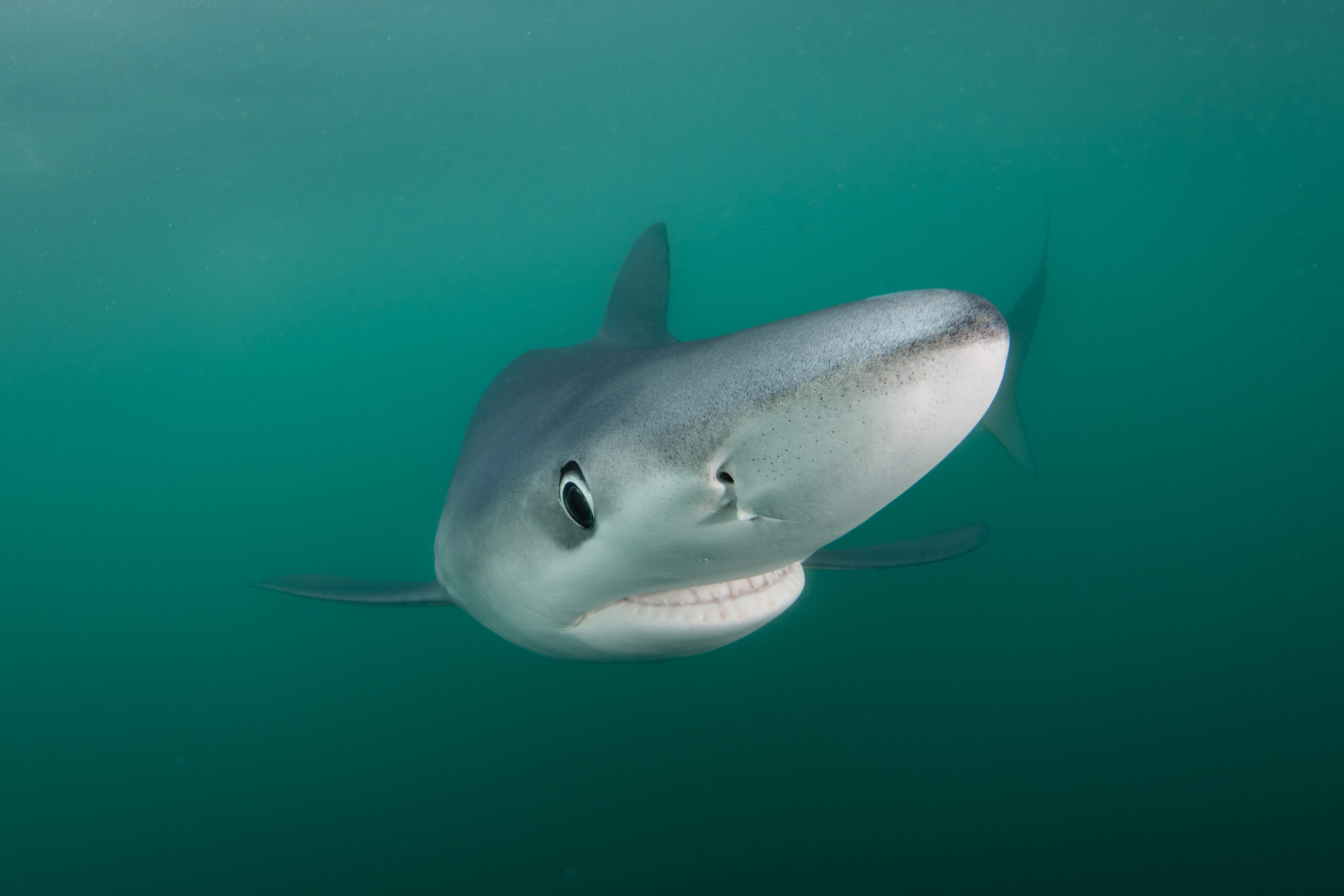 Mackerel and blue sharks tracked in 'low-cost' Cornwall study ...