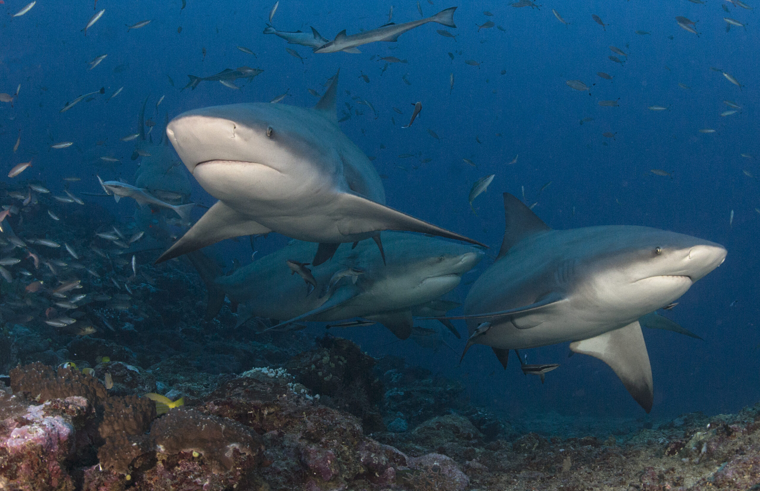 Sharks are not solitary animals, but have expansive social networks