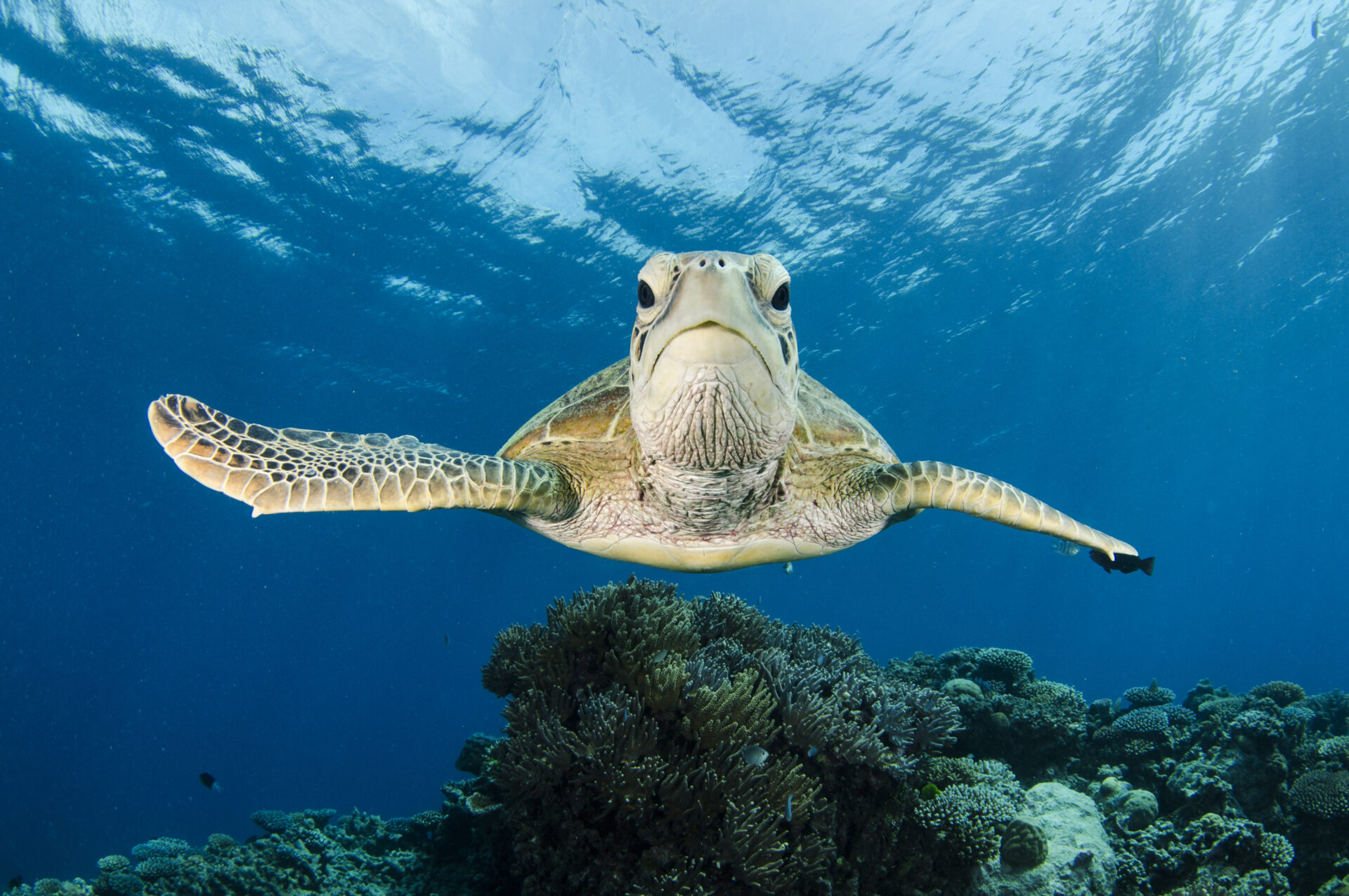 What makes a coral reef such a biodiversity hotspot? - Oceanographic
