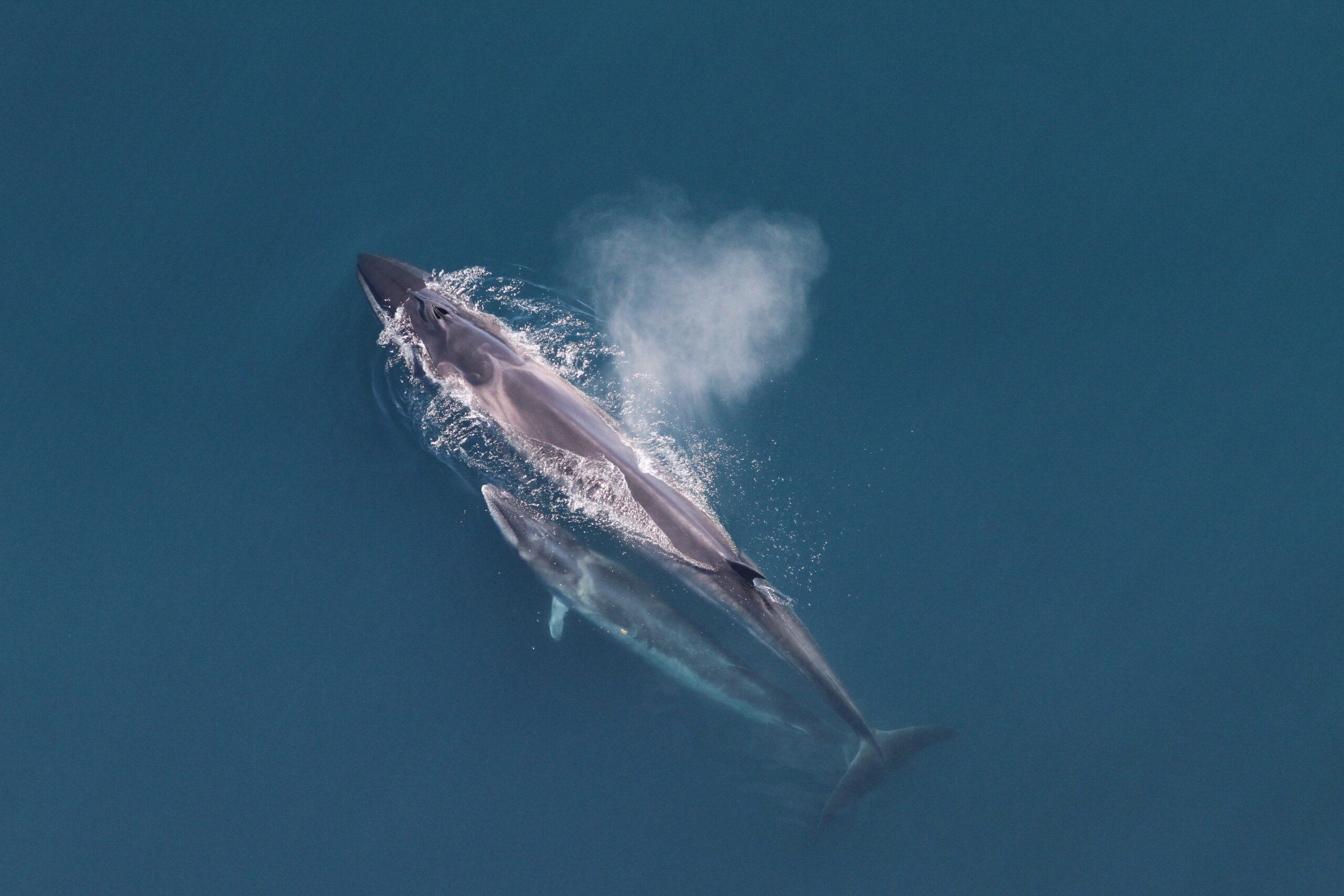 Sei whales are sharing their spring habitat with USA's busiest port ...