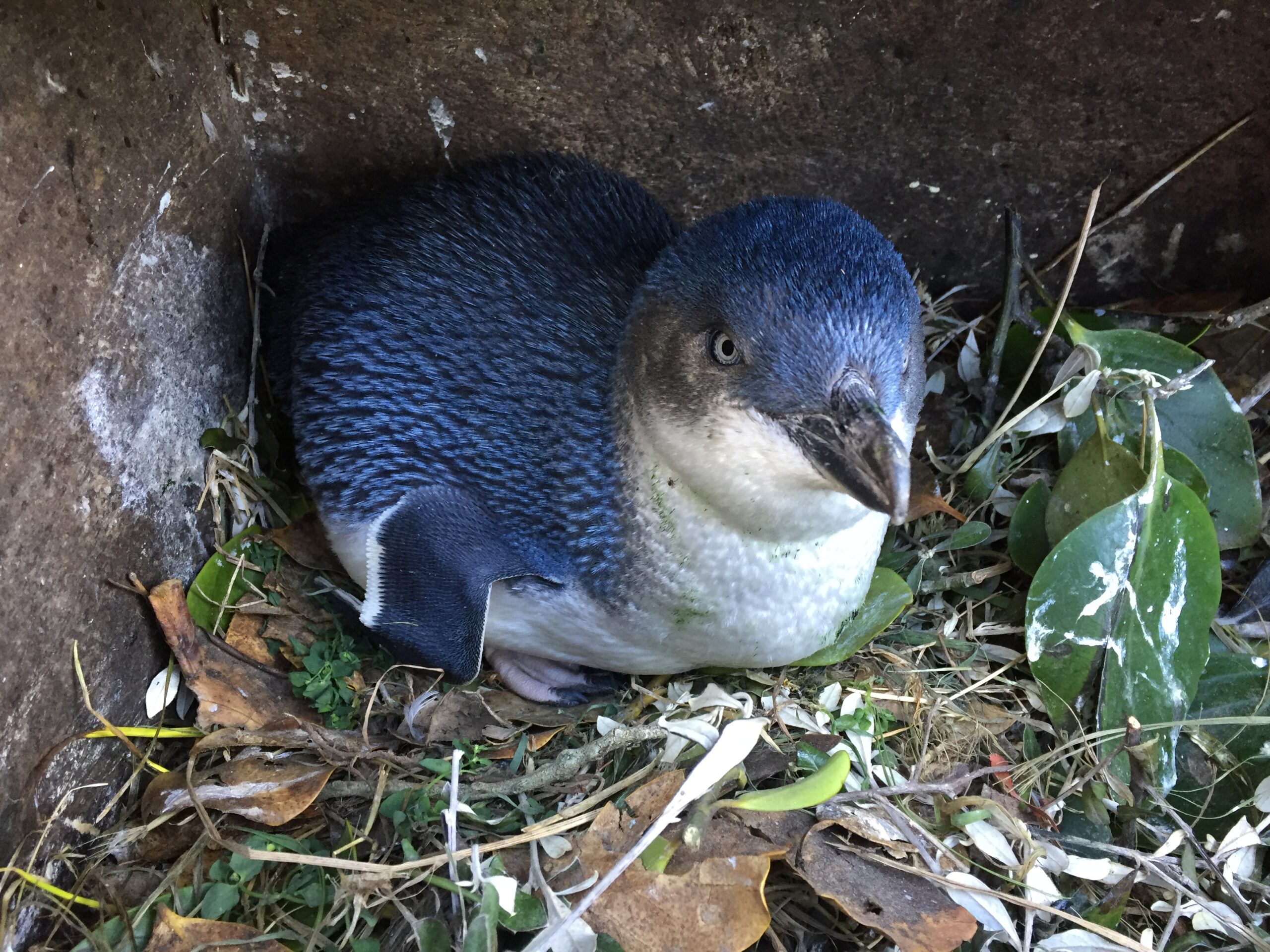 Record season for Ōamaru's kororā as nearly 1,000 chicks fledge ...