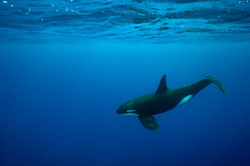Papua New Guinea announces largest MPA in its history - Oceanographic