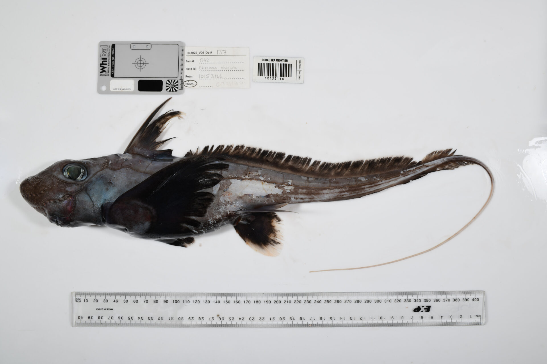 Scientists discover over 1,100 new marine species - Oceanographic