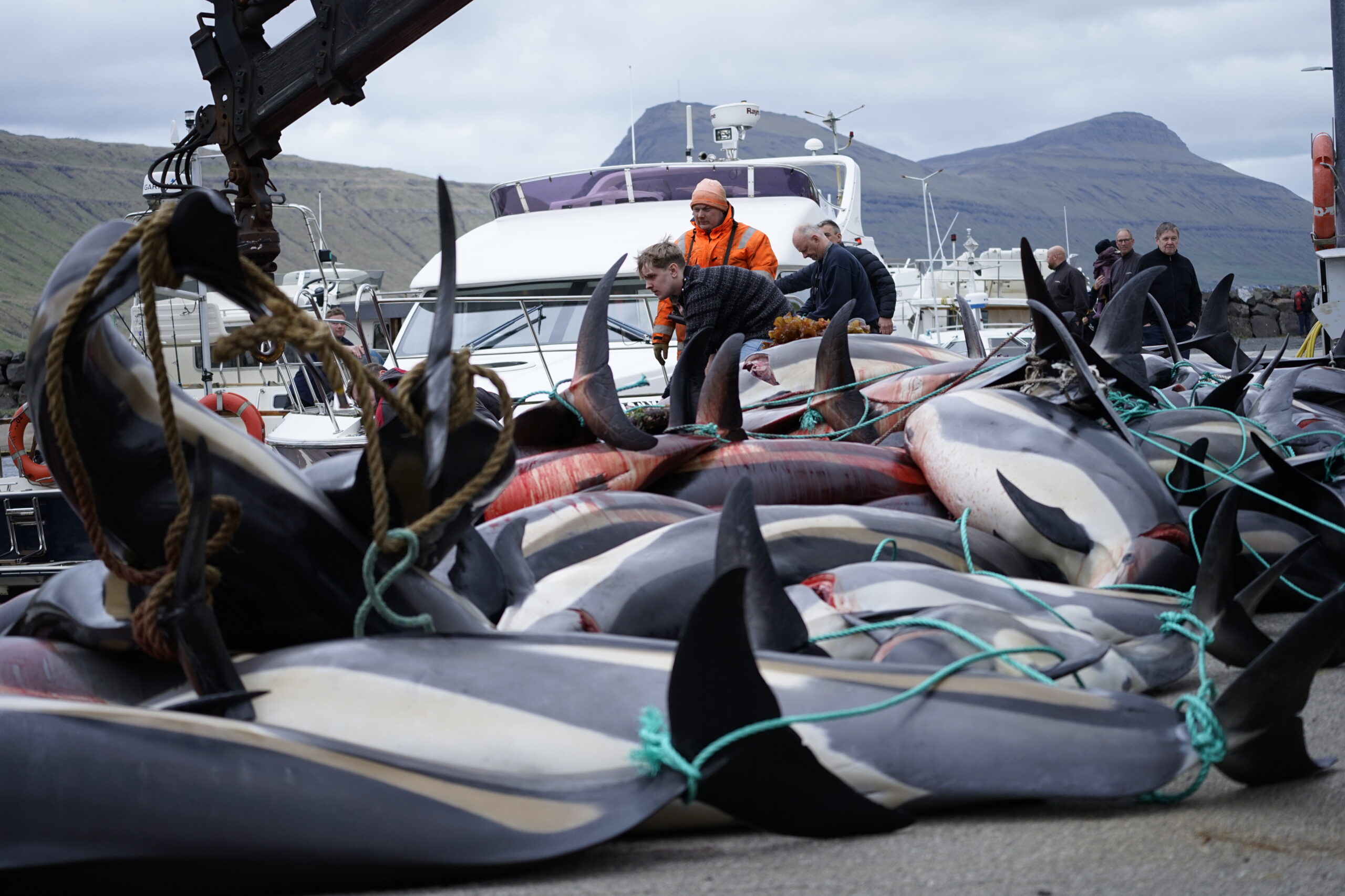 More than 700 dolphins killed in a single day of Faroe Islands hunts ...