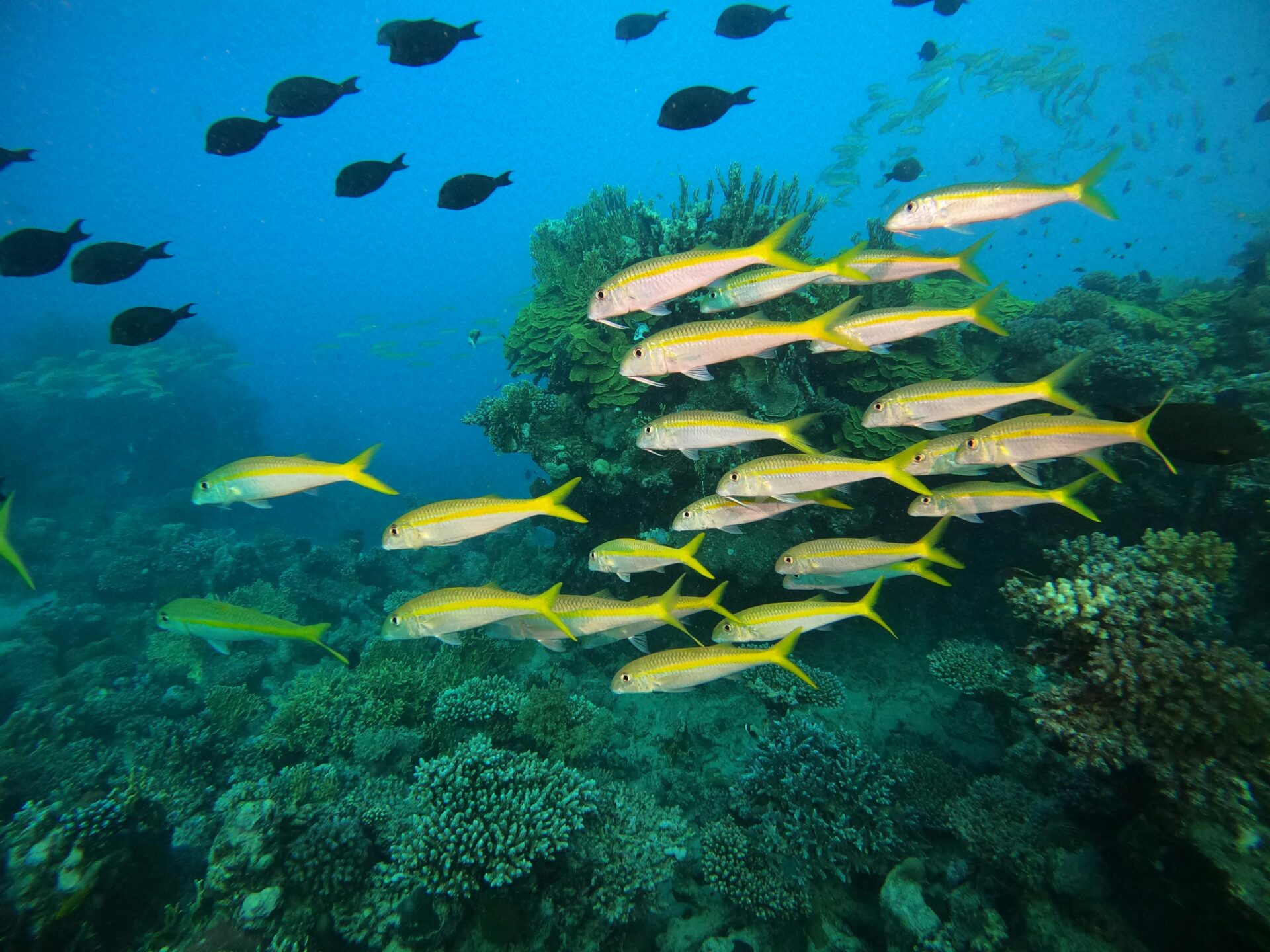 Global ocean protection target will fail without human rights ...