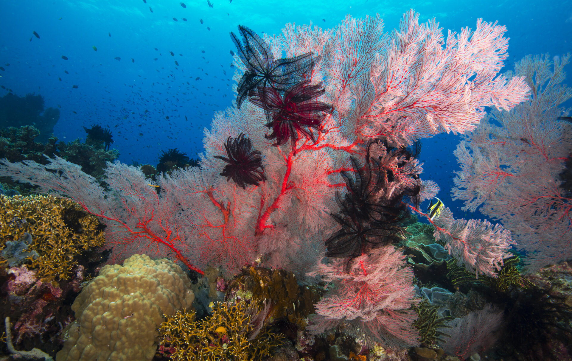 What is dredging and trawling costing us in carbon? - Oceanographic
