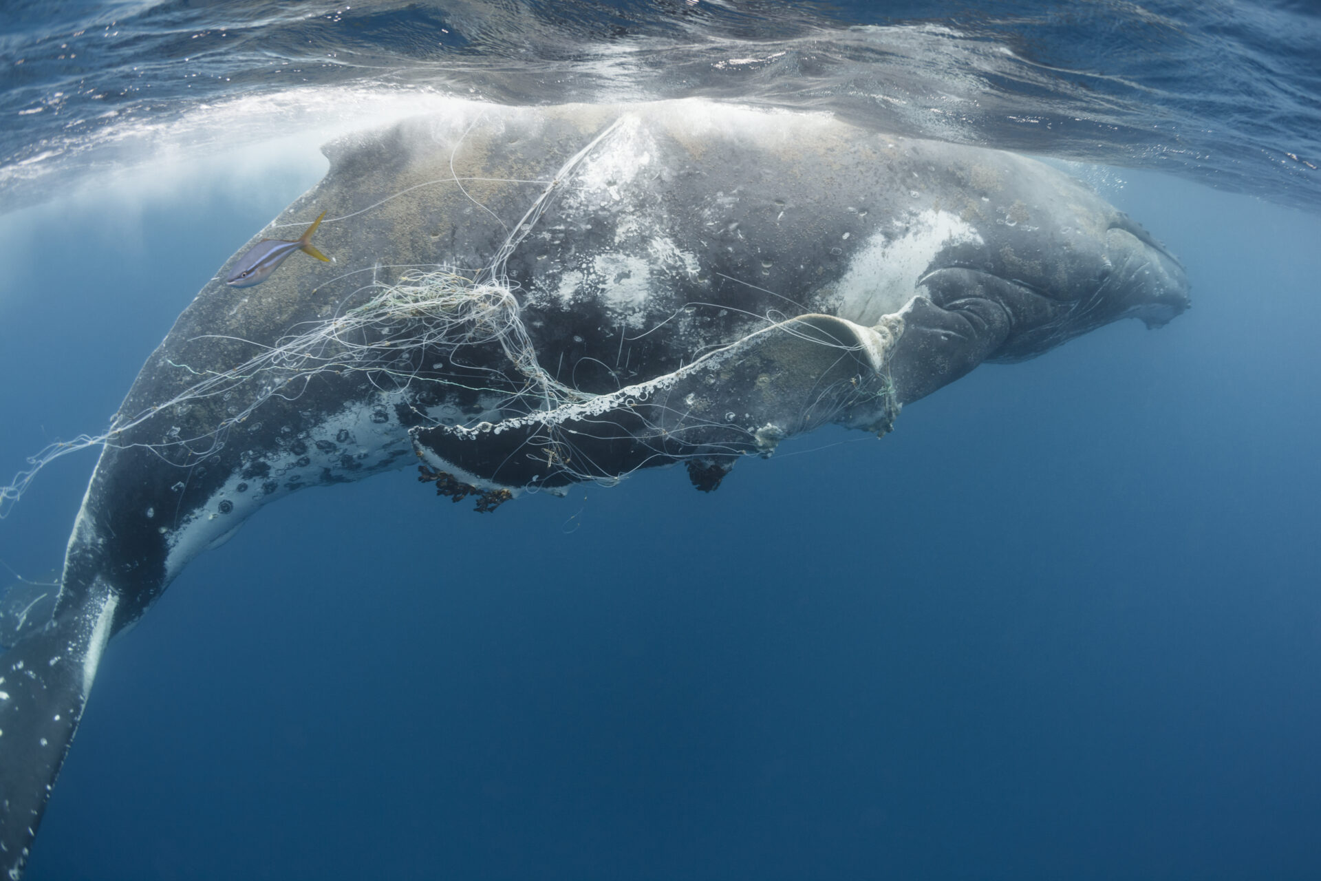 The world's toughest row and its scientific mission - Oceanographic