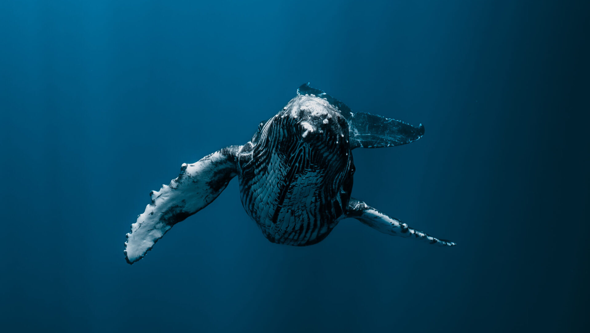 The world's toughest row and its scientific mission - Oceanographic