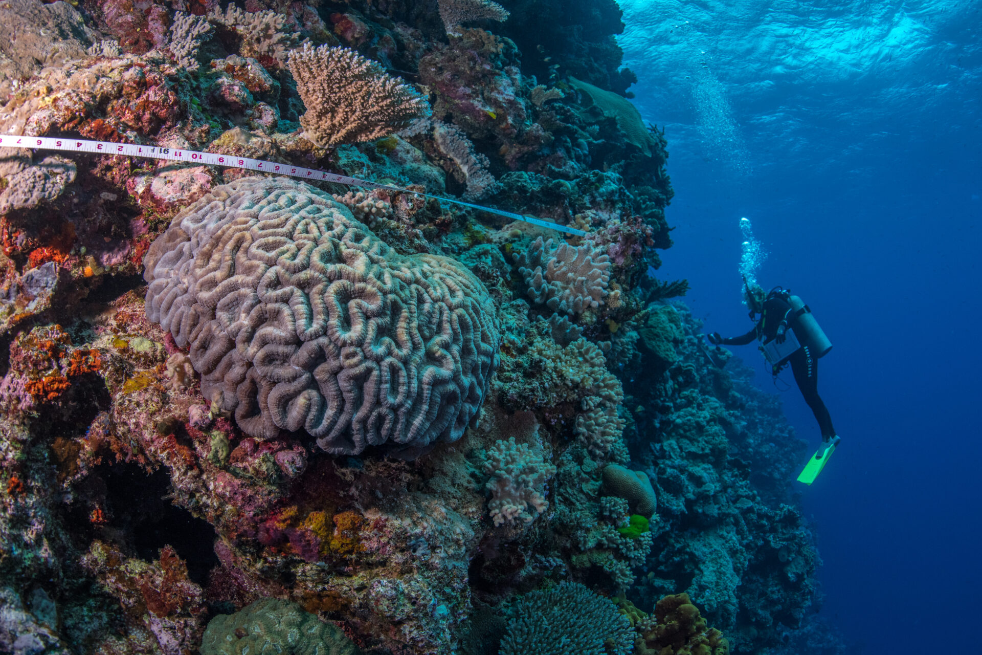 Sea Turtle Week celebrates connection, conservation, and hope ...